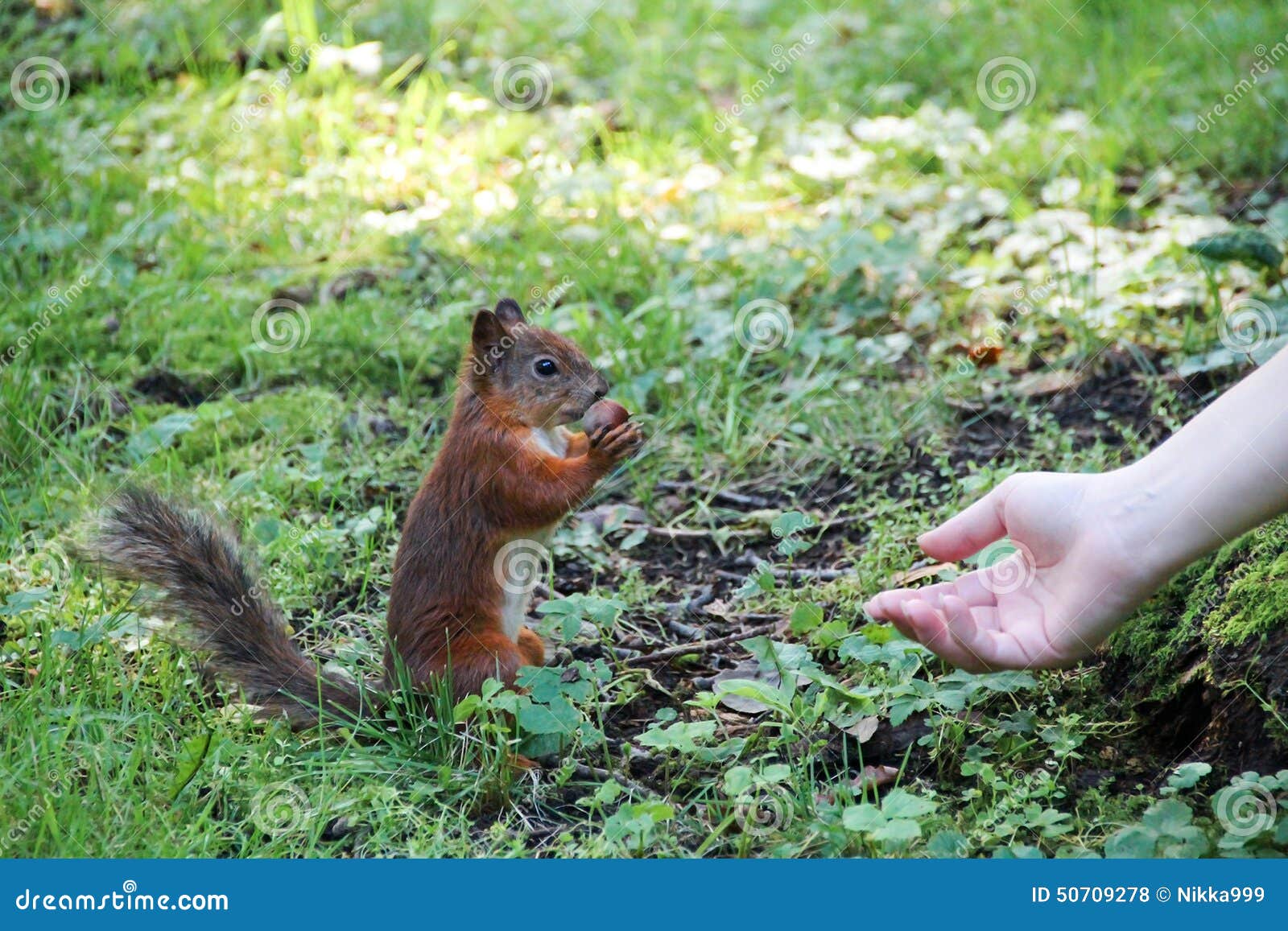 Squirrel eating nuts stock photo. Image of brown, hand - 50709278