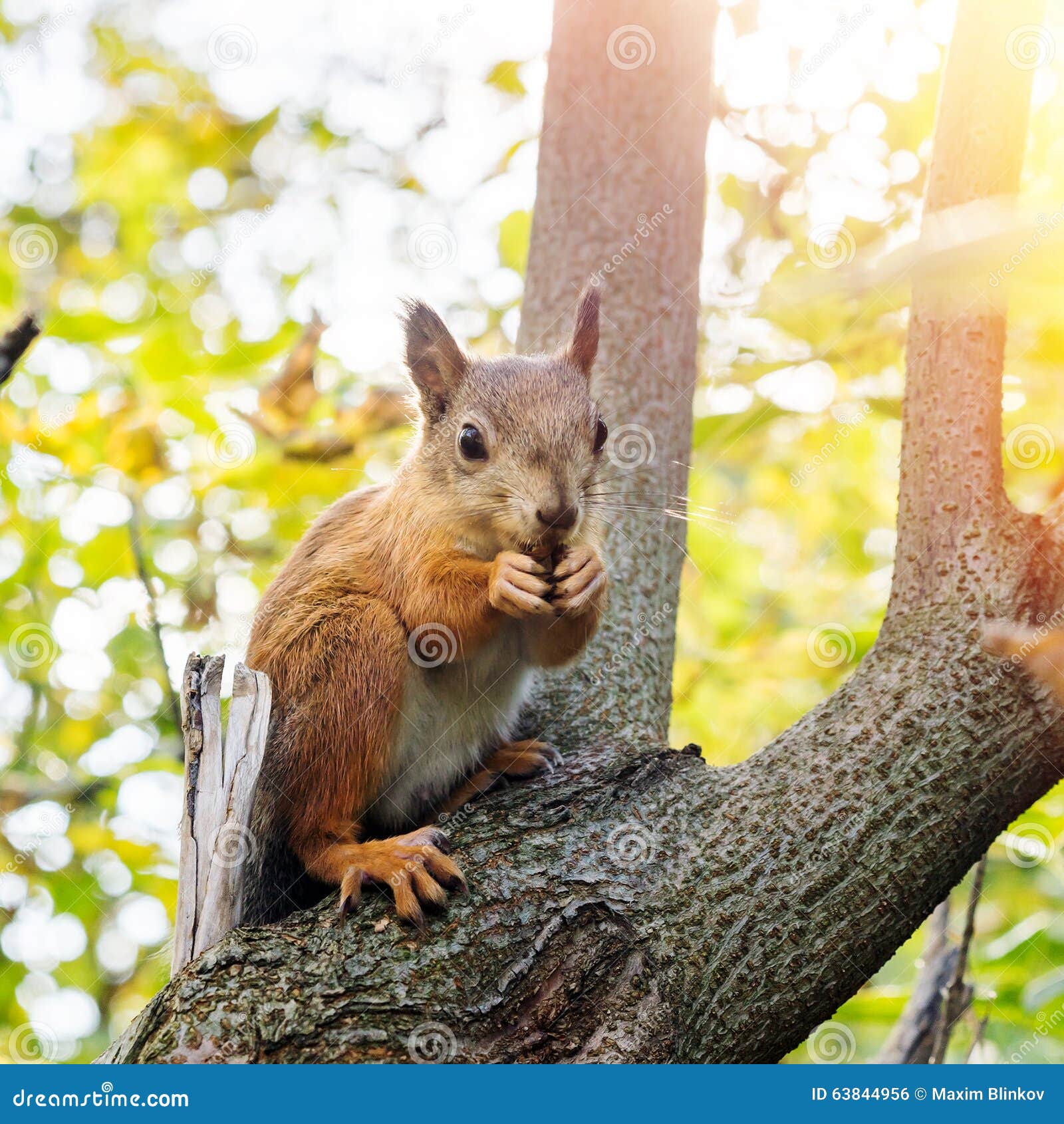 Squirrel eating nuts stock photo. Image of chipmunk, animal - 63844956