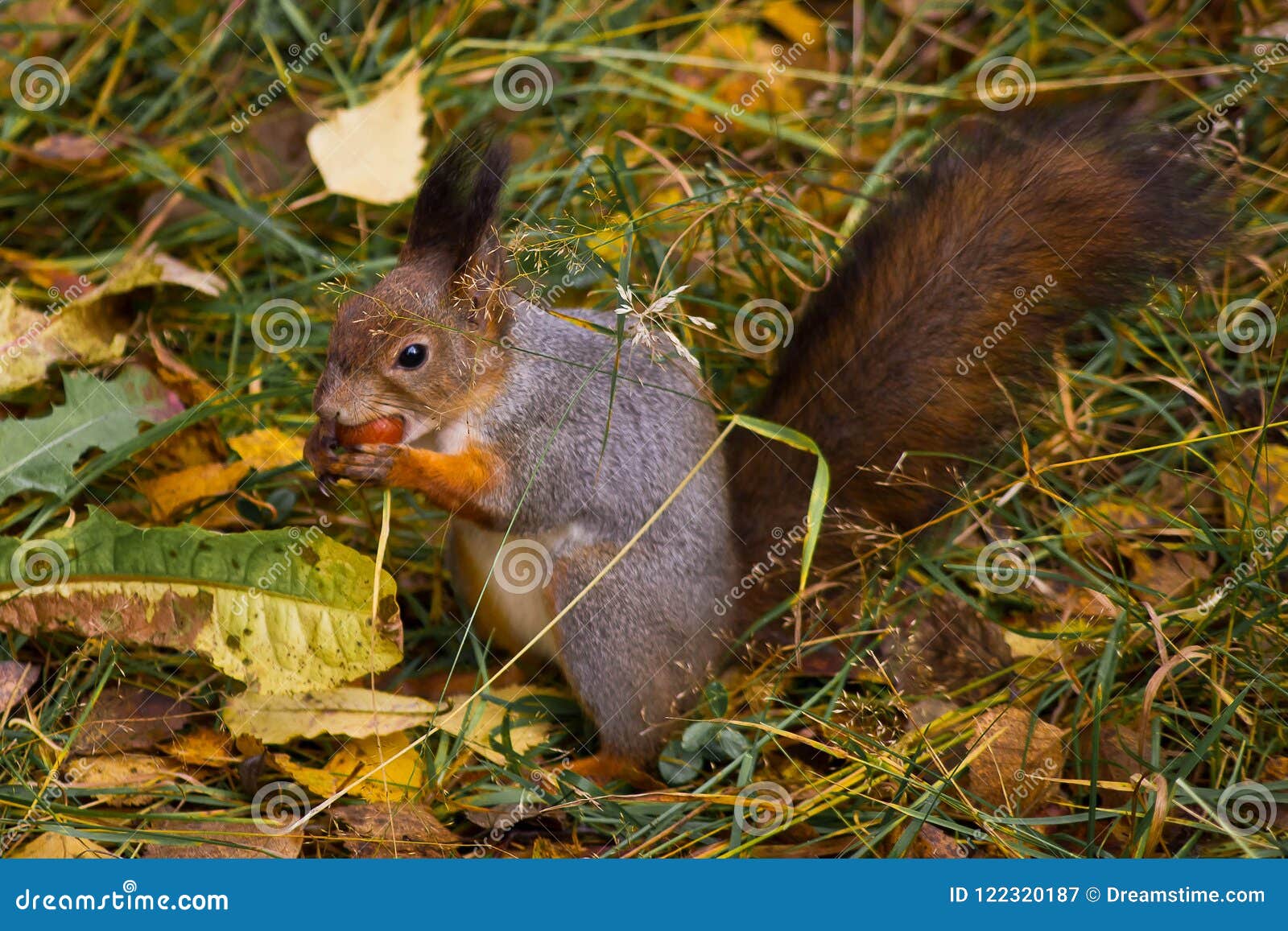 A squirrel eating nuts stock image. Image of squirrel - 122320187