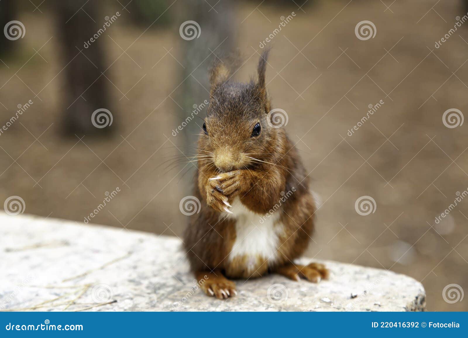 Squirrel eating nuts stock photo. Image of eating, feeding - 220416392