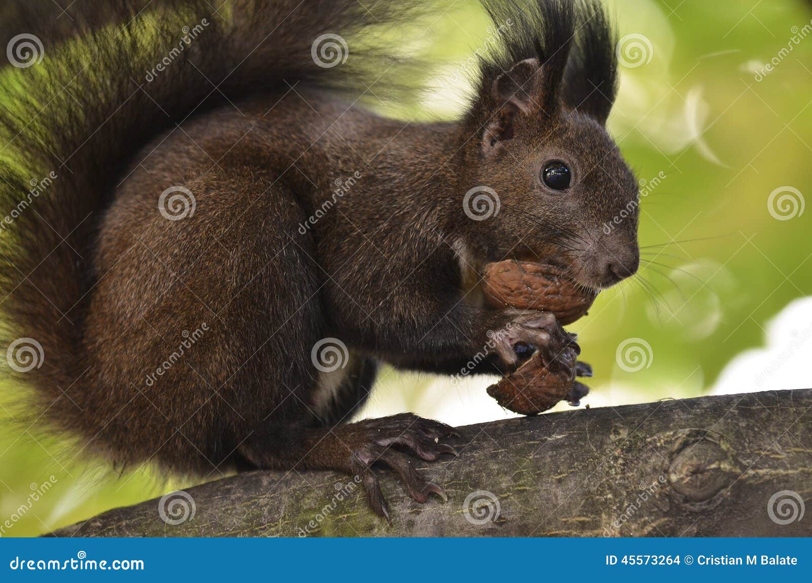 Squirrel Eating Nuts on a Tree Branch Stock Photo - Image of nuts, hand ...