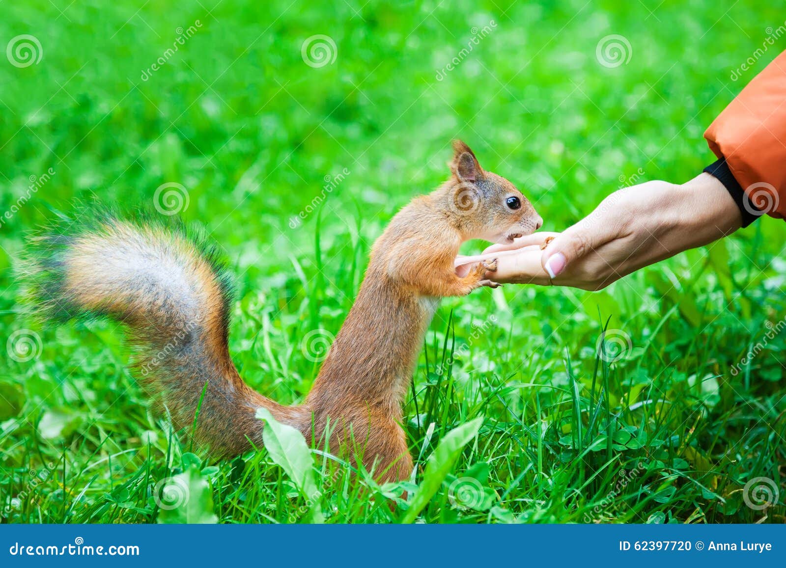 Squirrel Eating Nuts from Woman Hand Stock Photo - Image of fluffy ...