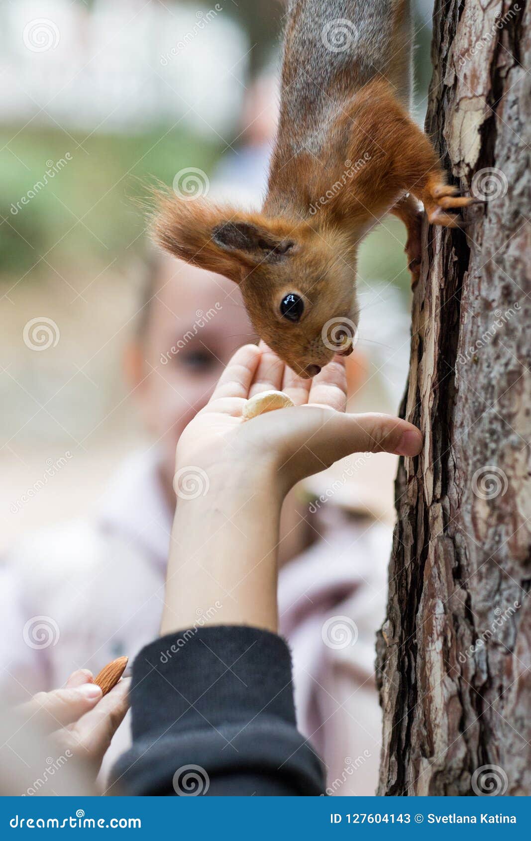 Squirrel Eating from the Palm of Your Hand in Day Stock Image - Image ...