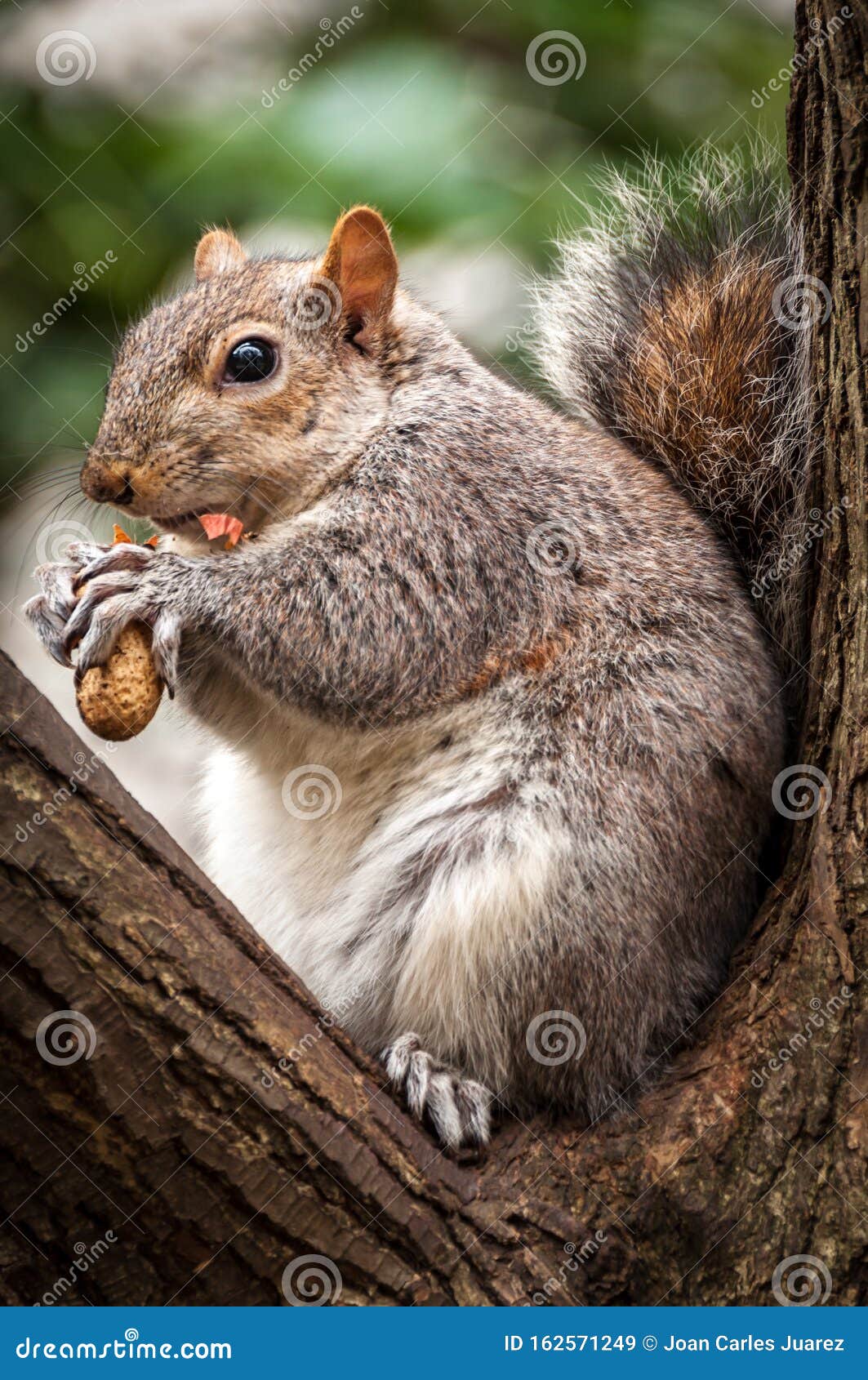Squirrel Eating a Peanut on a Branch Stock Image - Image of detailed ...