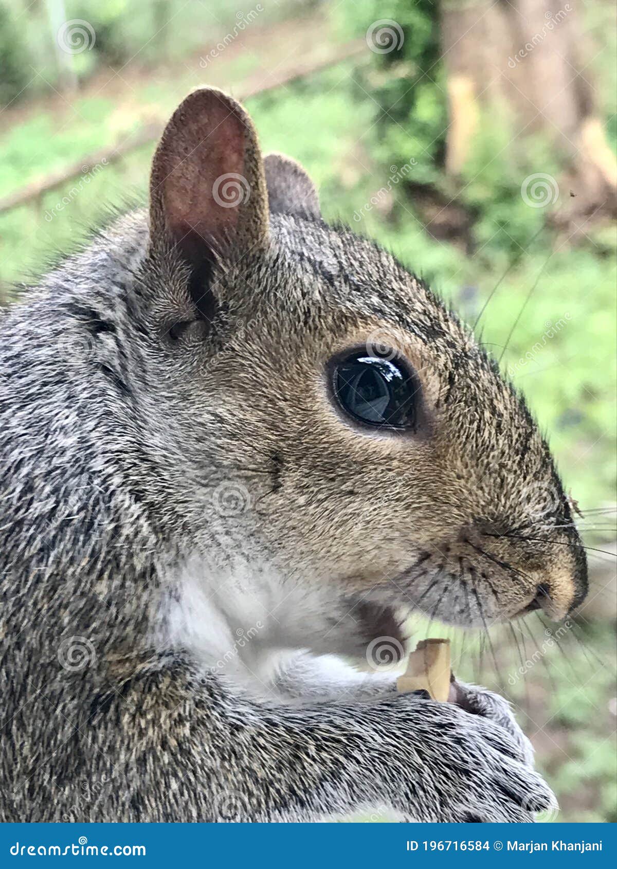 Squirrel eating peanut stock photo. Image of animal - 196716584
