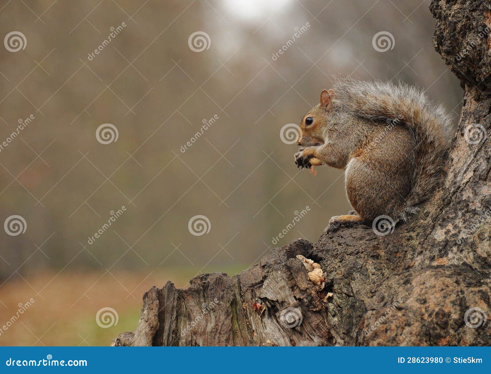 Squirrel eating peanuts stock photo. Image of nature - 28623980