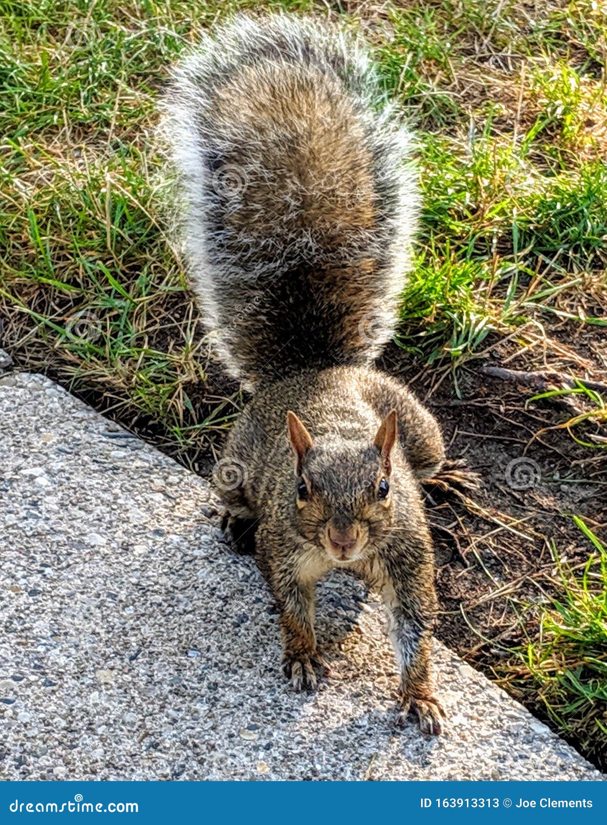Squirrel Eating Peanuts Pitch Close-up Stock Image - Image of squirrel ...