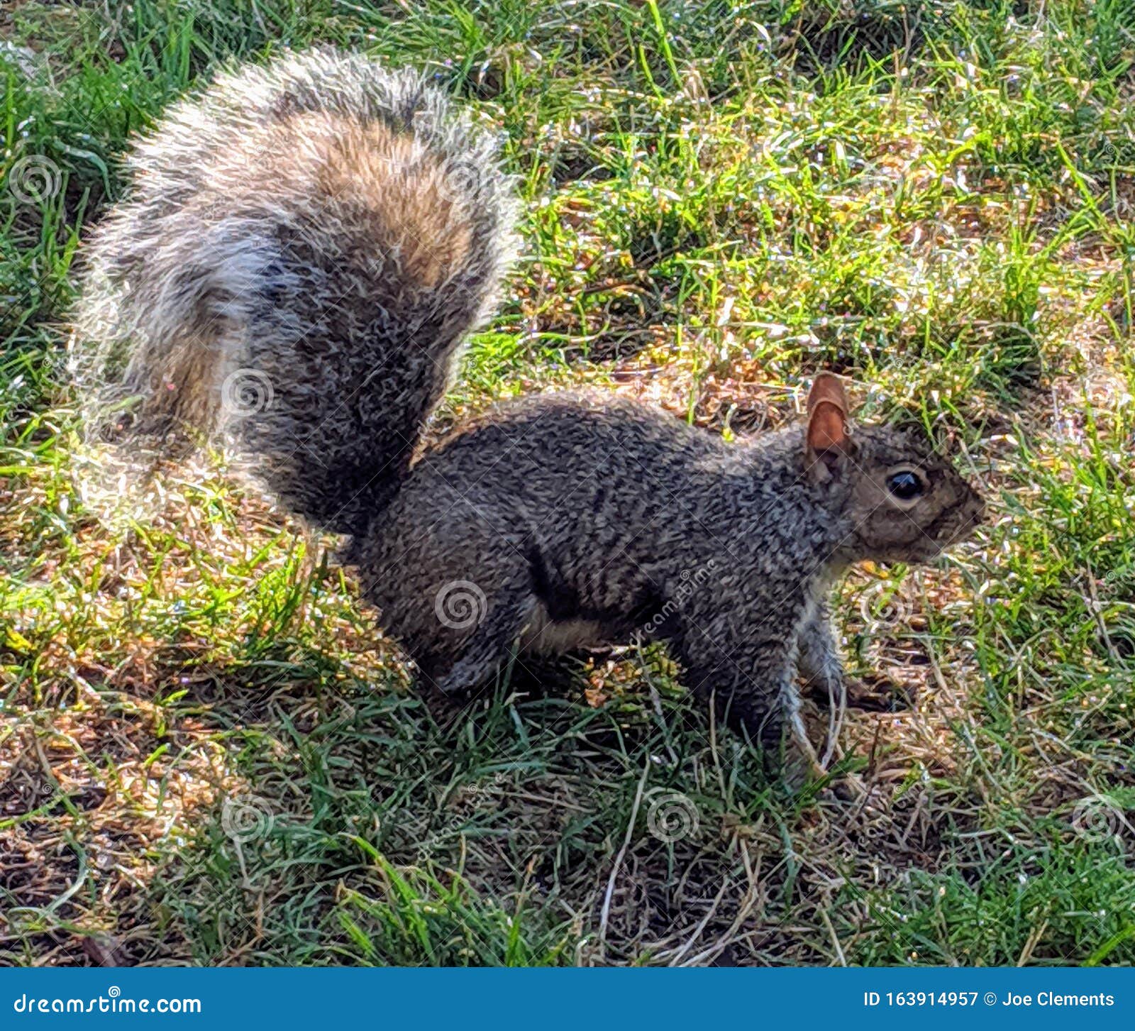 Squirrel Eating Peanuts Pitch Close-up Nature City Stock Image - Image ...
