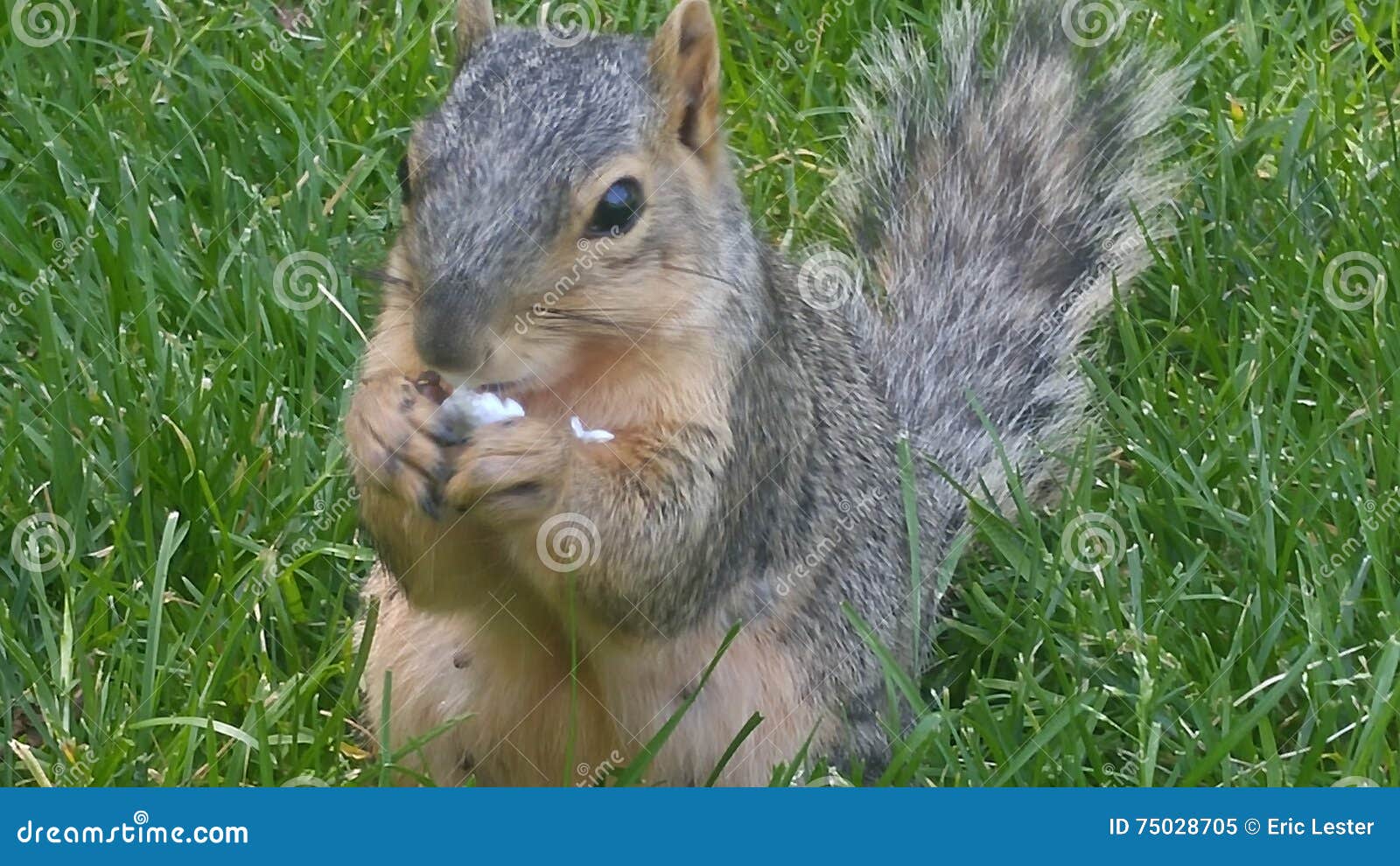 Squirrel stock image. Image of cute, popcorn, animals - 75028705