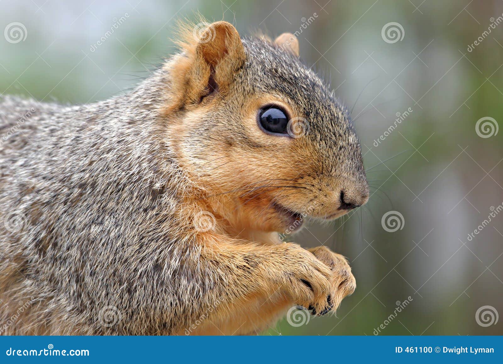 Squirrel eating portrait stock photo. Image of animal, fuzzy - 461100