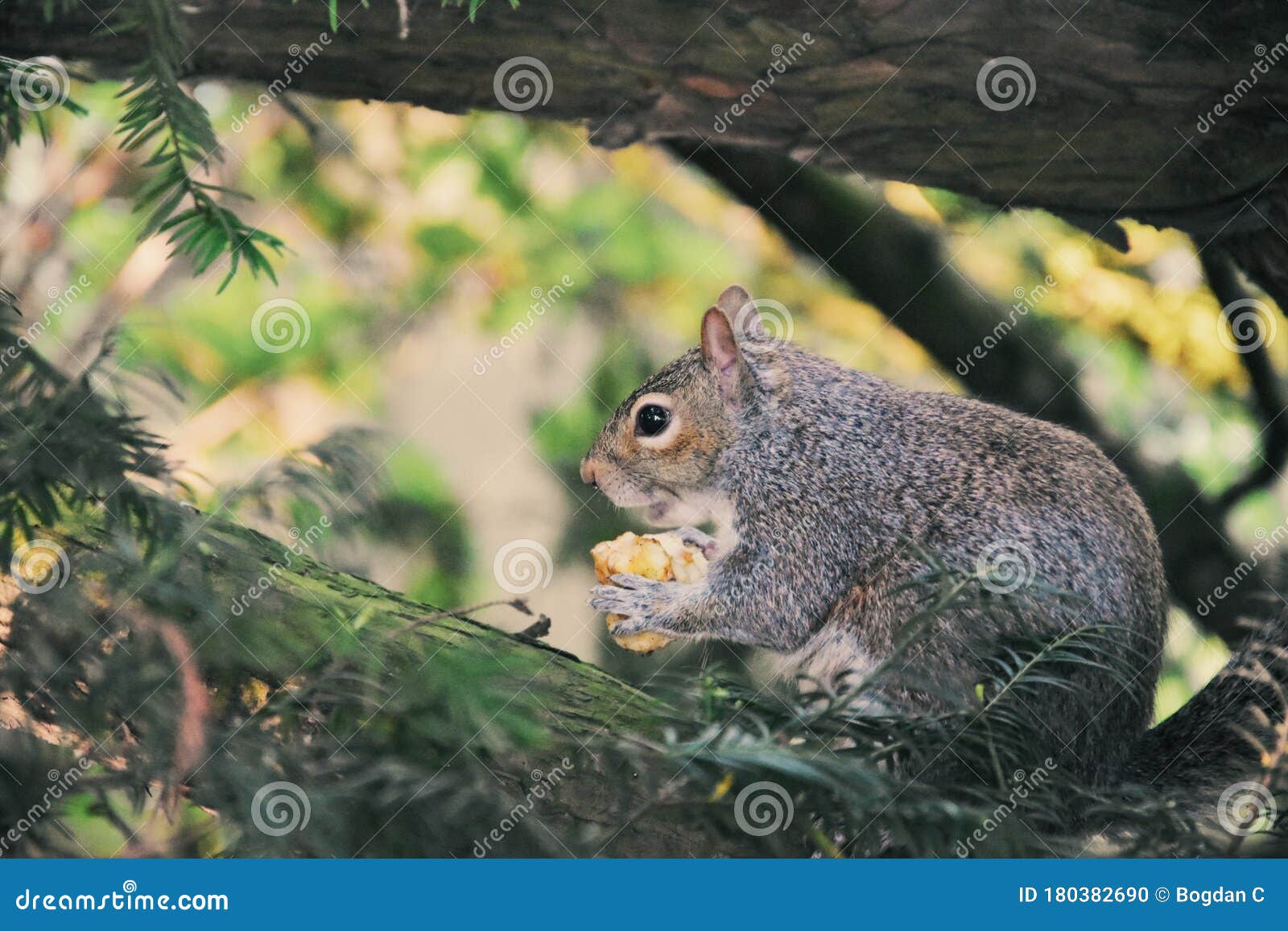 Squirrel eating stock photo. Image of animal, wild, squirrel - 180382690