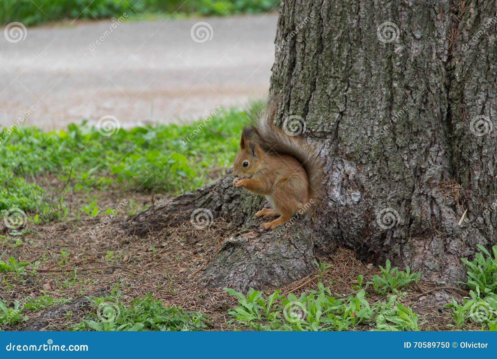 Squirrel Eating on the Root Stock Photo - Image of lawn, soil: 70589750
