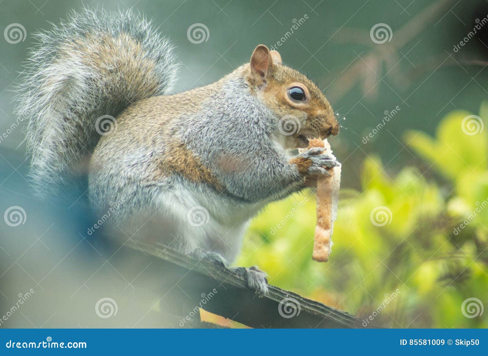 Squirrel Eating a Sandwich Sitting on a Garden Fence Stock Image ...