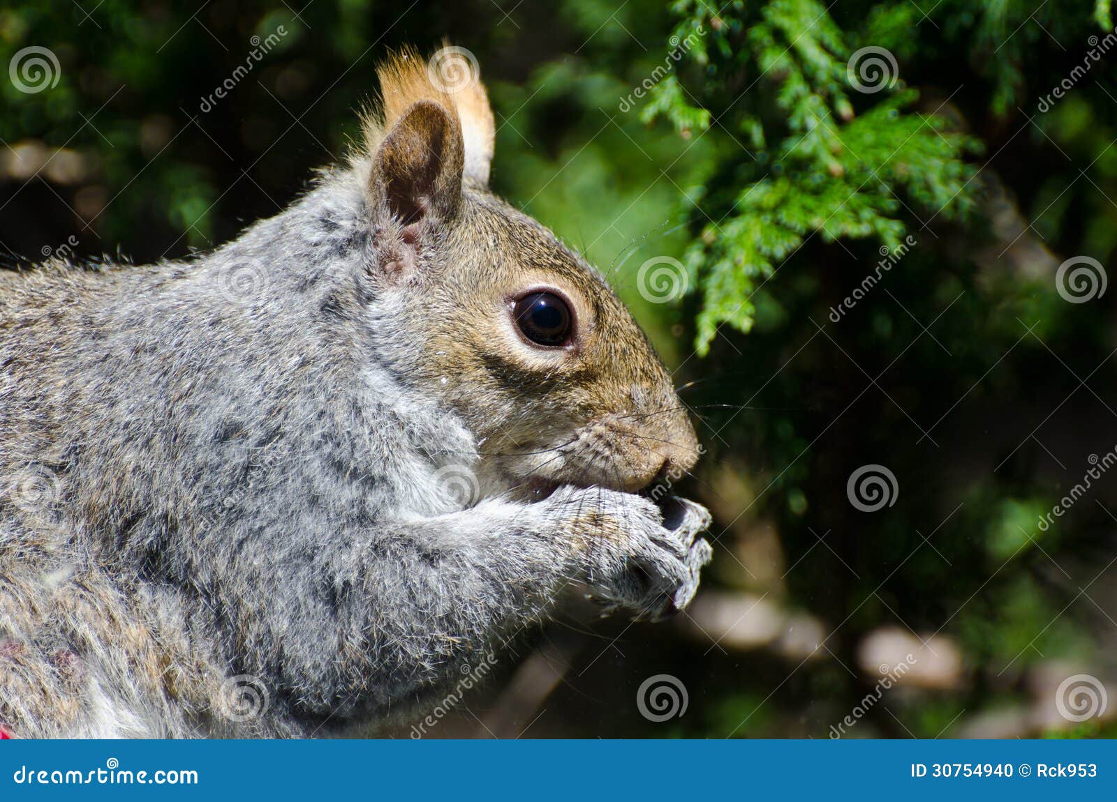 Squirrel Eating a Seed stock photo. Image of wildlife - 30754940