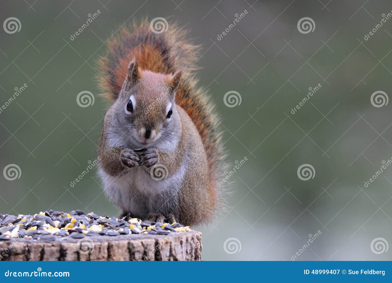 Squirrel Eating Seeds stock image. Image of squirrel - 48999407