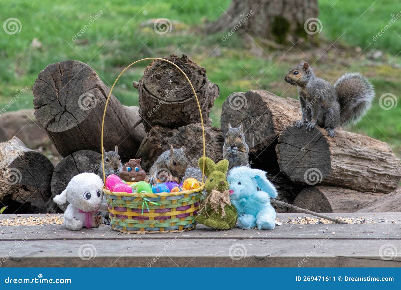 Squirrel Eating Sitting in the Easter Basket Full of Eggs with a Bunch ...