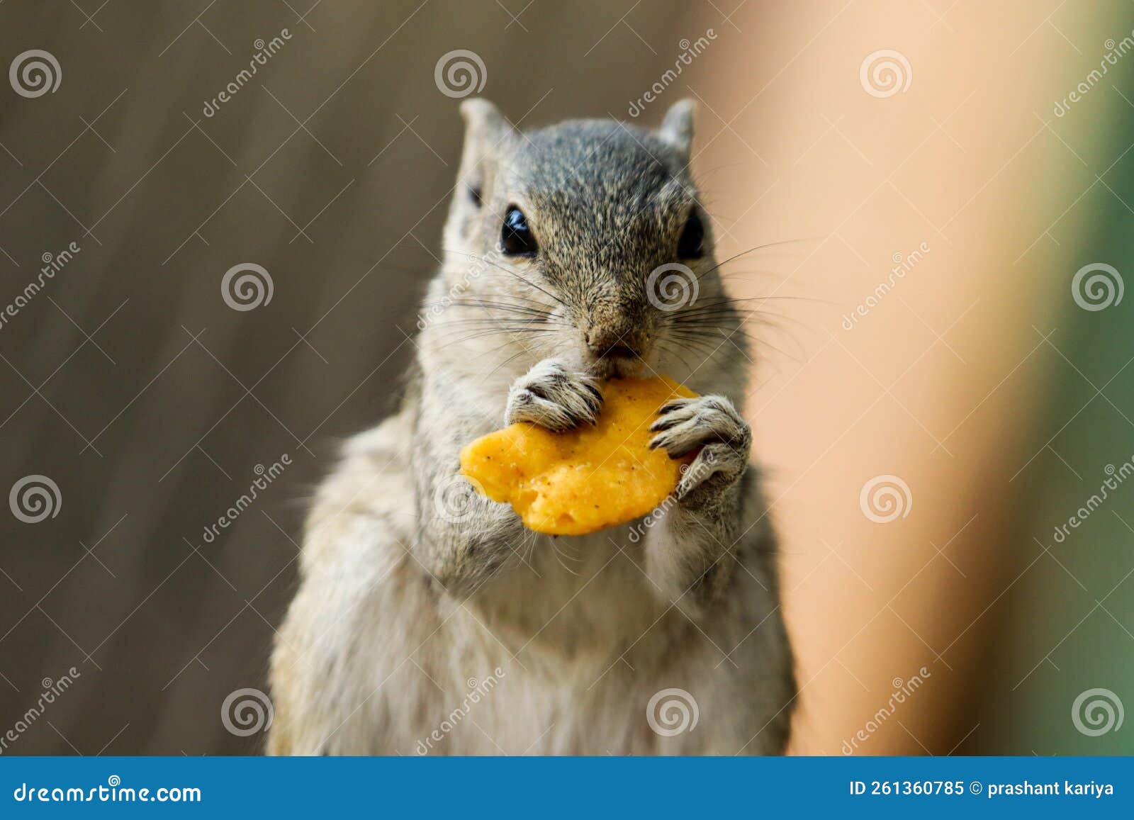 277 Cat Eating Squirrel Stock Photos - Free & Royalty-Free Stock Photos ...