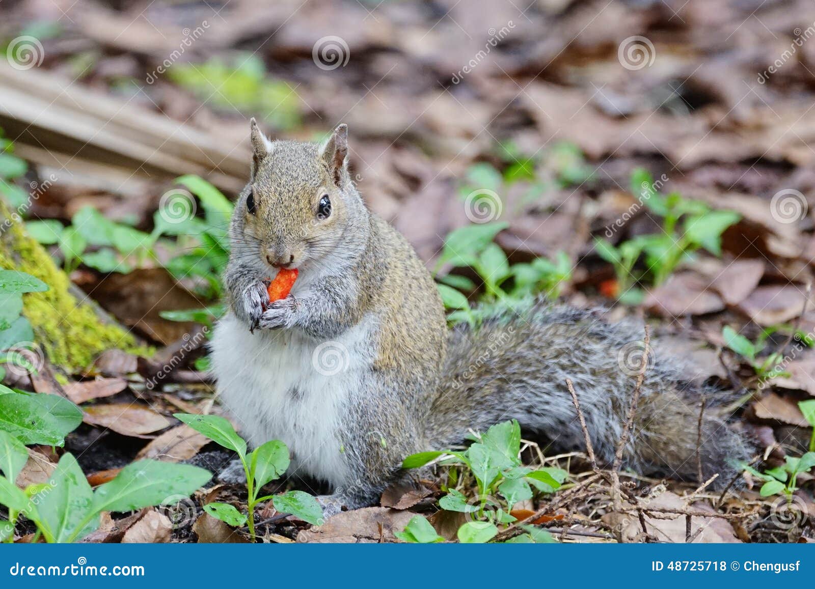 Squirrel is Eating Spicy Chips Stock Photo - Image of look, sitting ...