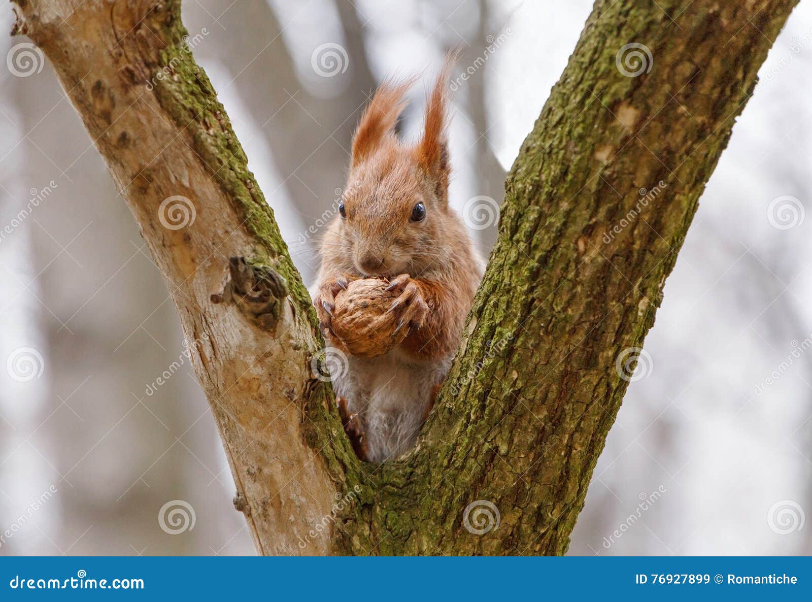 Squirrel eating walnut stock image. Image of head, animal - 76927899
