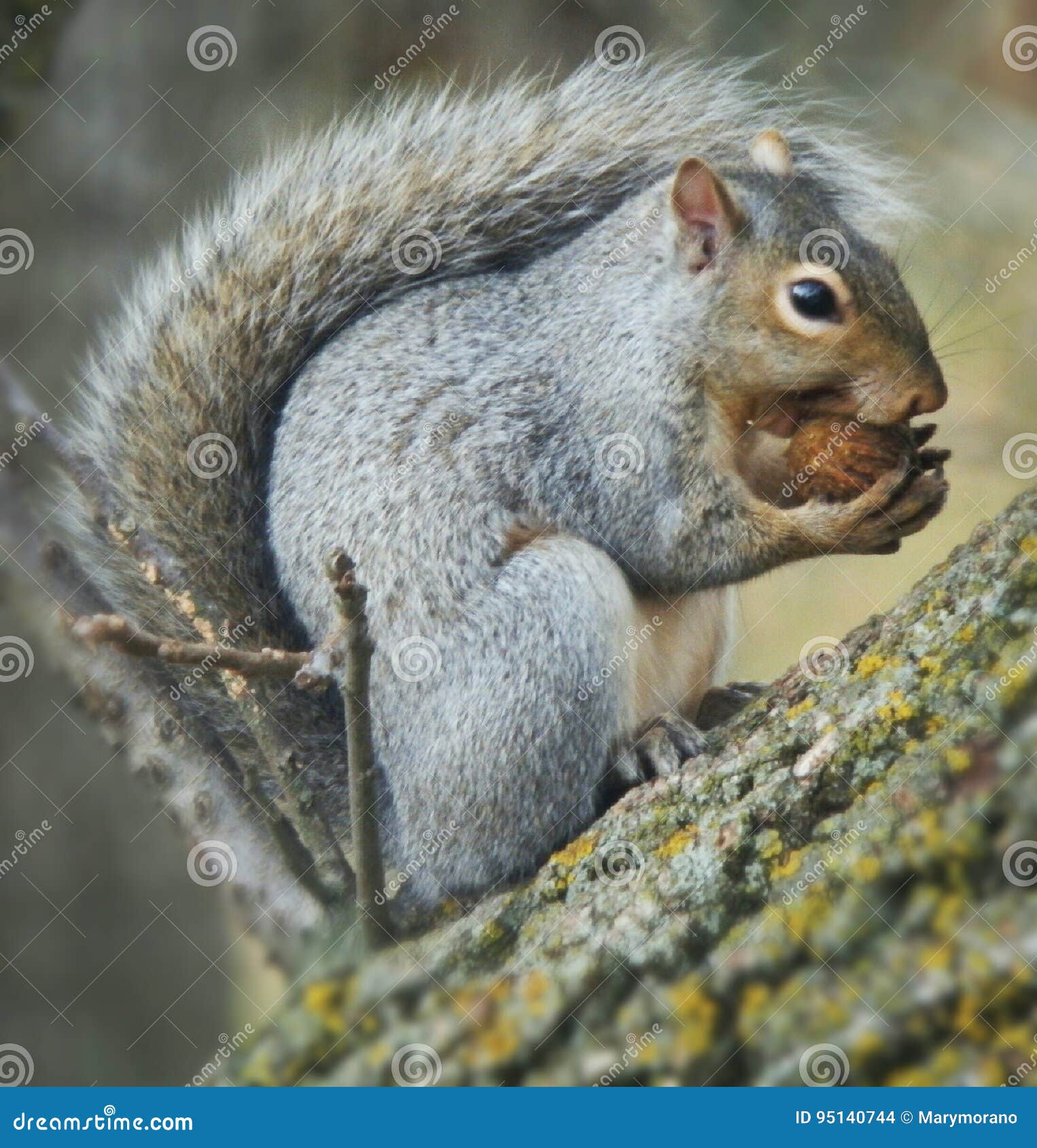 Squirrel Eating a Walnut stock photo. Image of nature - 95140744