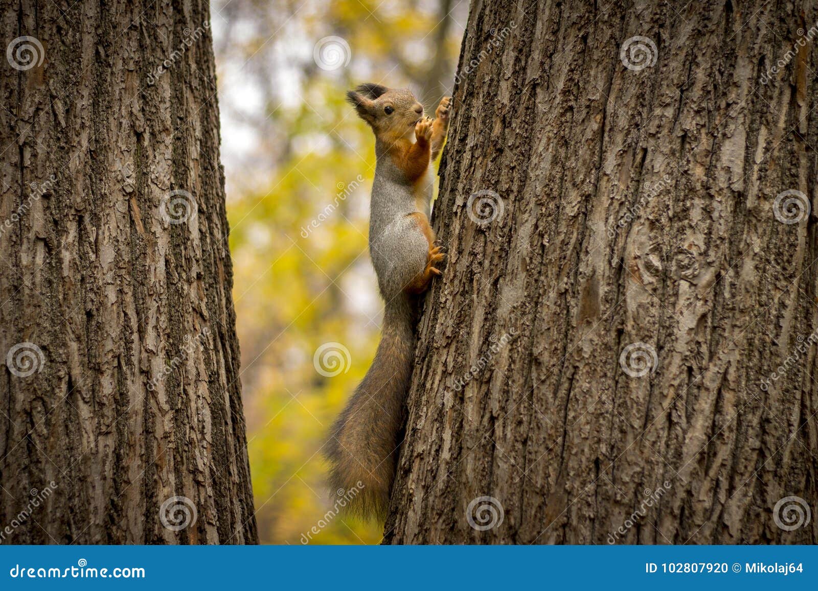 Squirrel Eating Walnut on a Tree in Park Stock Photo - Image of grey ...