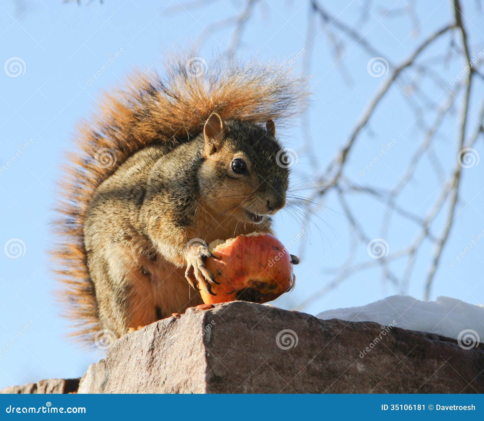 Squirrel Eating Winter Apple Stock Image - Image of winter, cute: 35106181