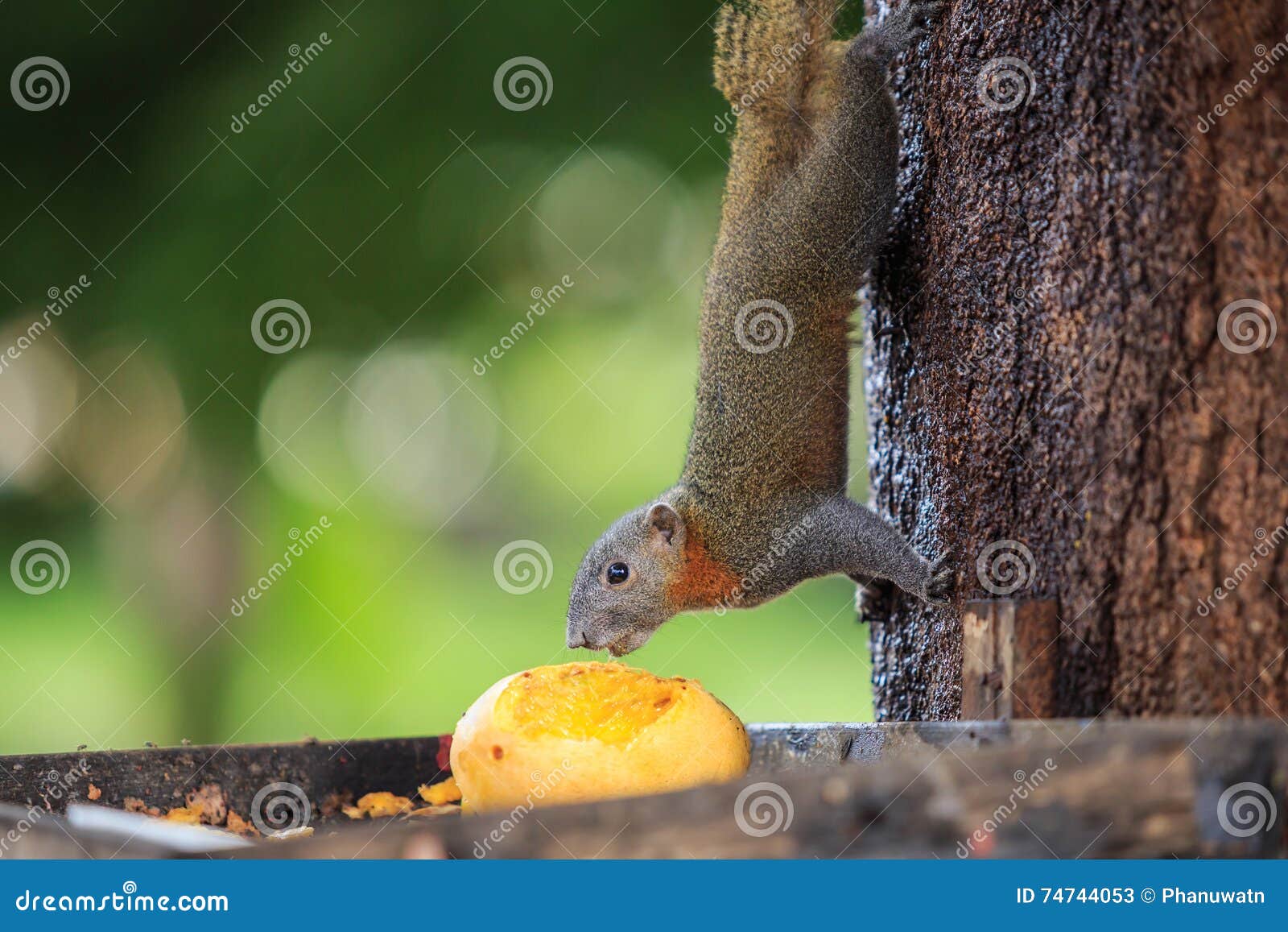 Squirrel Eating Yellow Mango Fruit on Tree Stock Image - Image of face ...