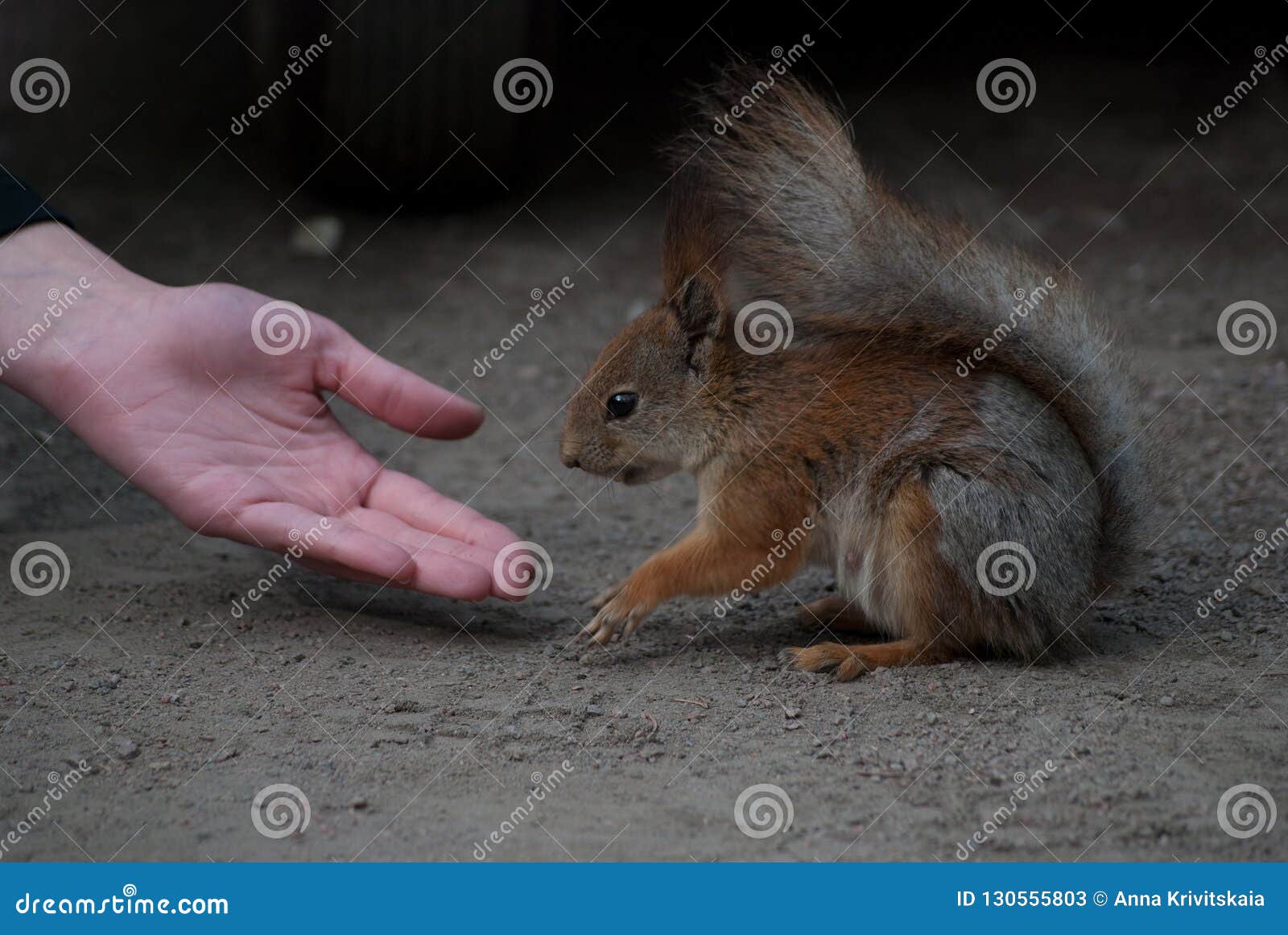 Squirrel eats from hand stock image. Image of forest - 130555803