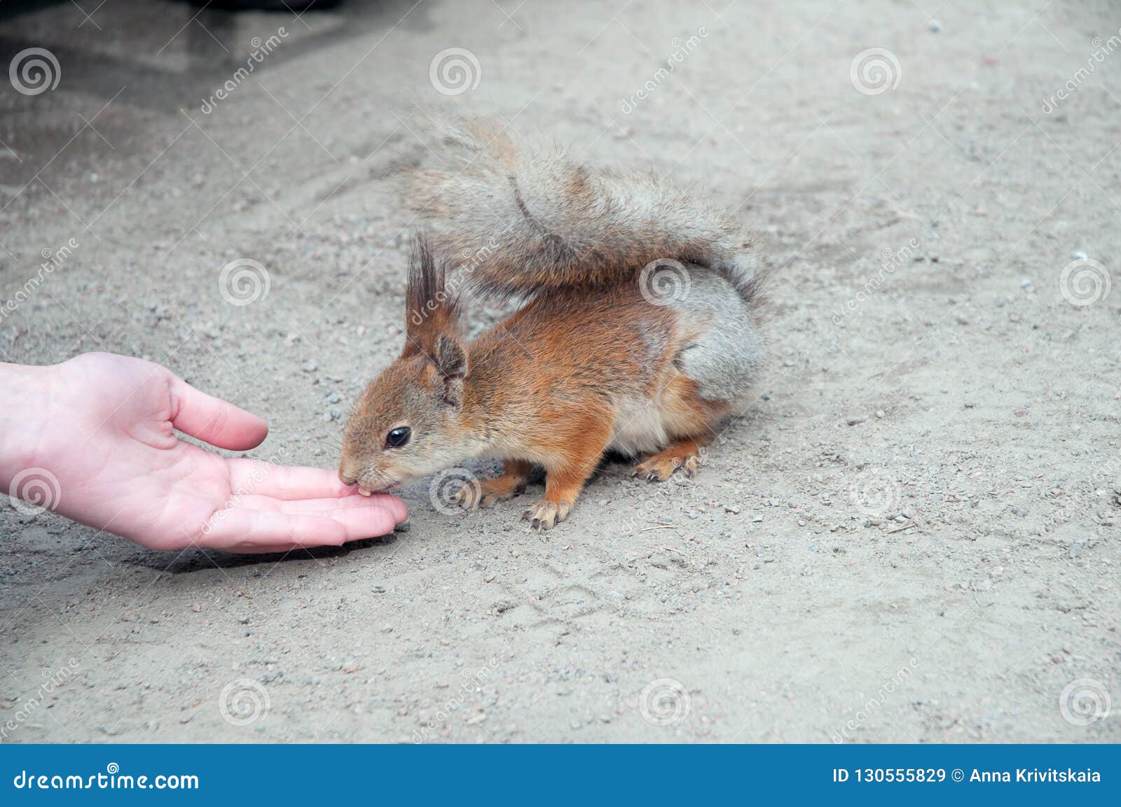 Squirrel eats from hand stock image. Image of close - 130555829