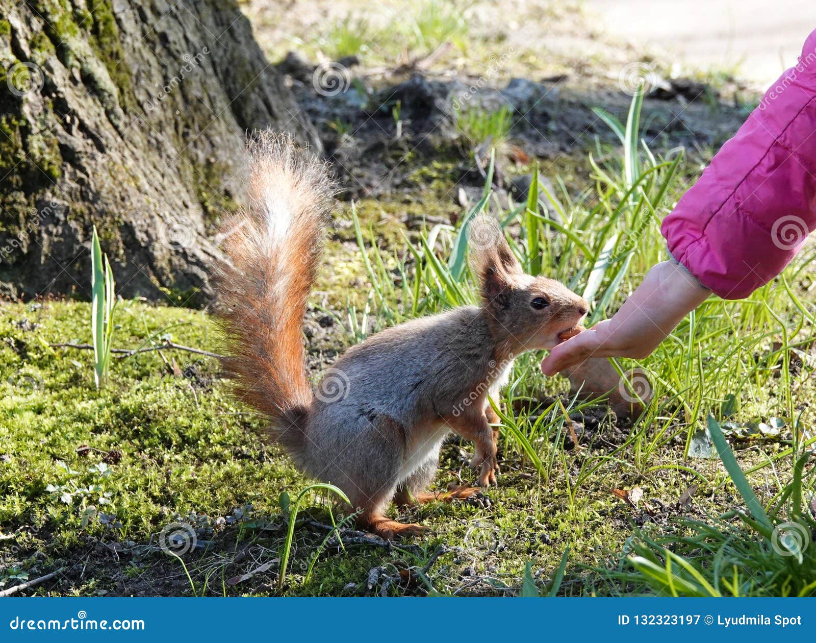 Squirrel Eats with Hands Nut Stock Image - Image of hand, brave: 132323197
