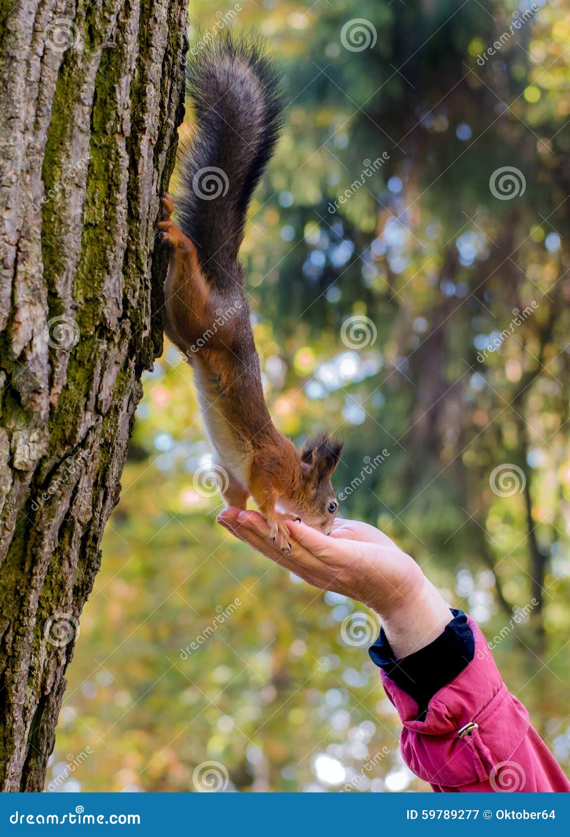Squirrel Eats with His Hands Stock Image - Image of peanut, animals ...