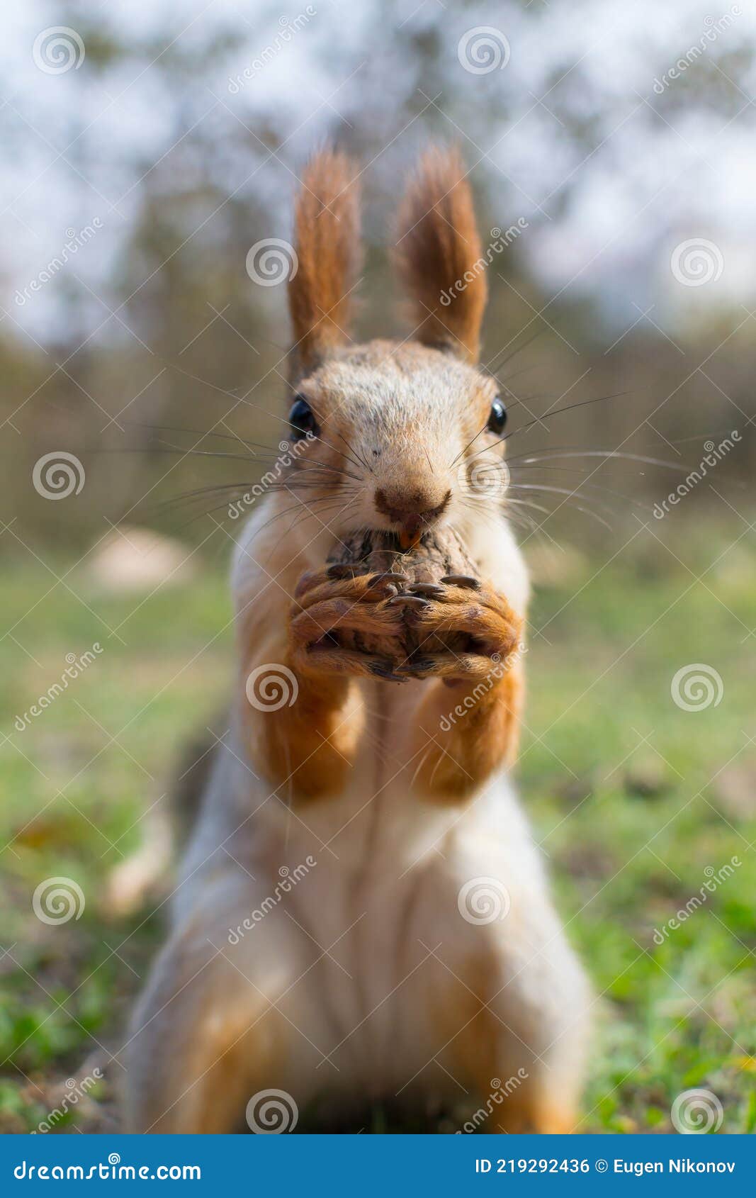 A Ginger Squirrel is Gnawing a Walnut. Stock Photo - Image of funny ...