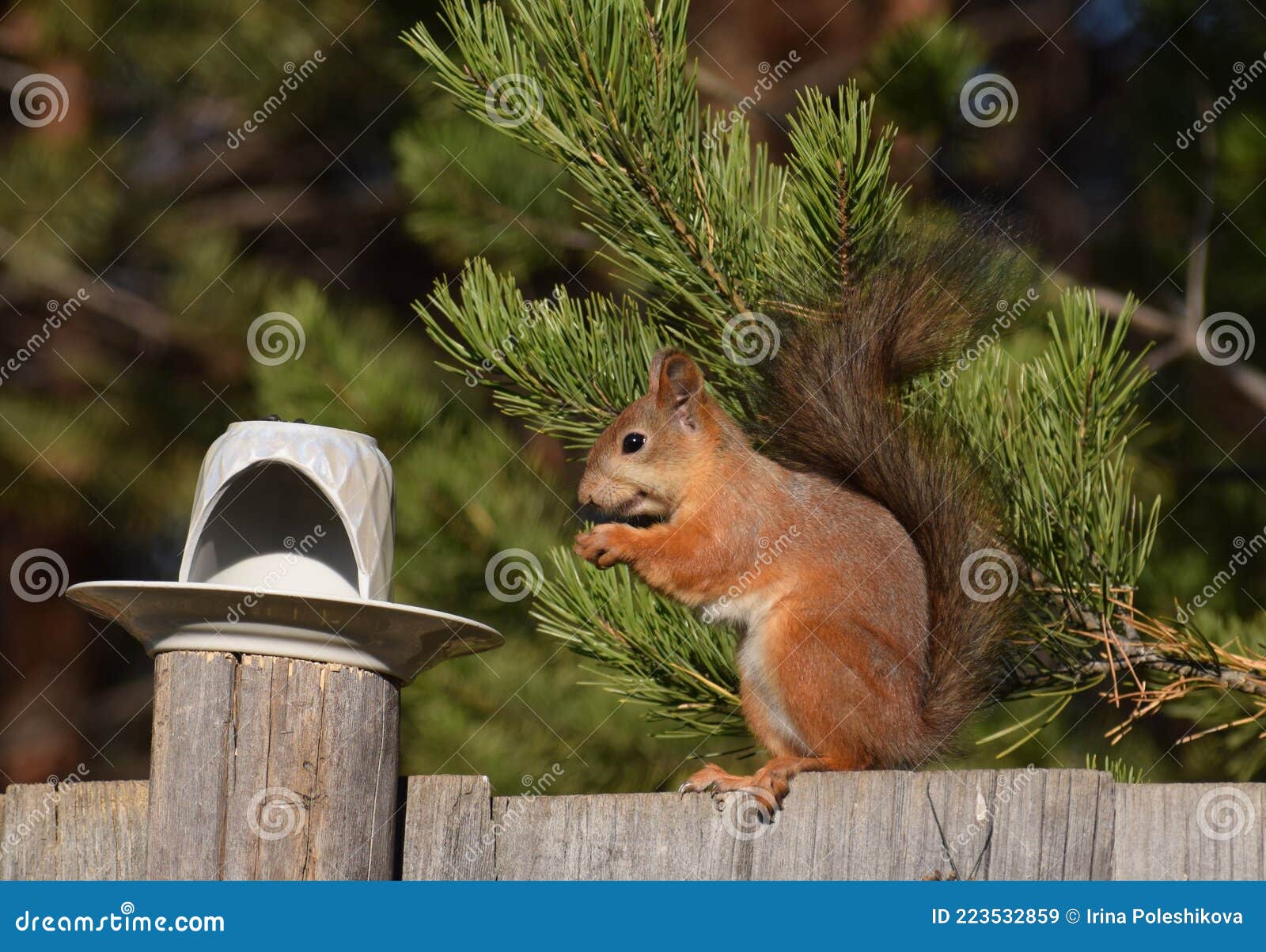 Squirrel Eating Nut on the Fence Stock Image - Image of fence, forest ...