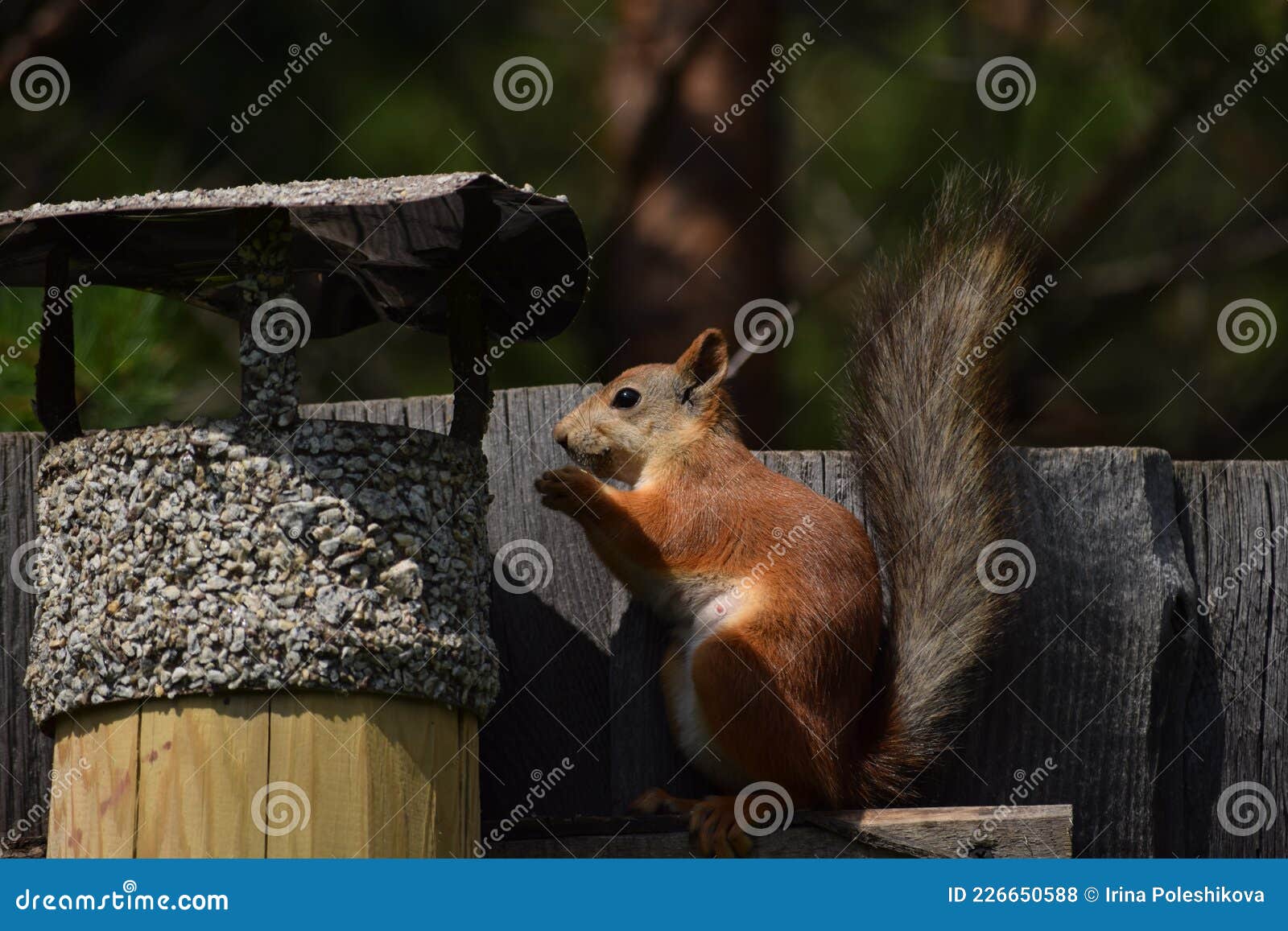 Squirrel Eats Nut from the Feeder on the Fence Stock Photo - Image of ...