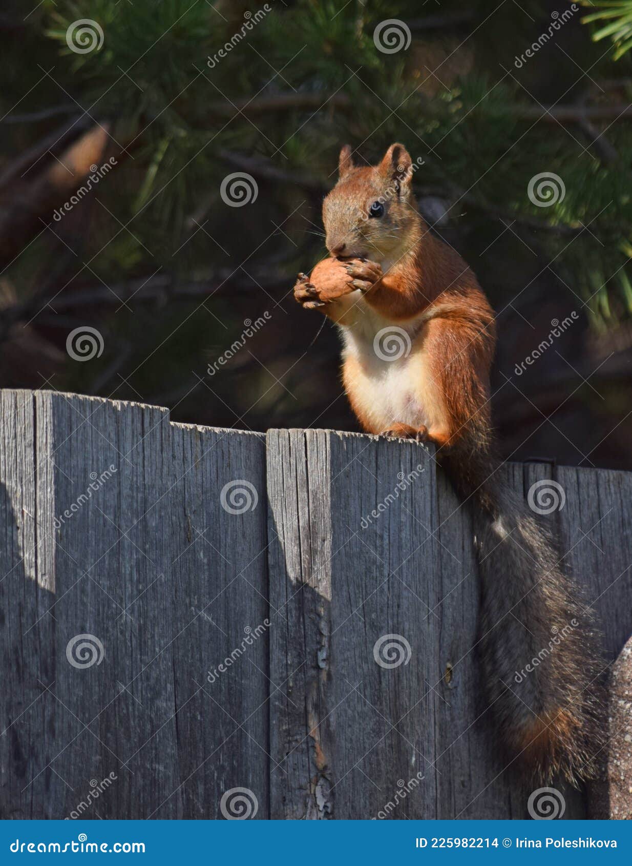 Squirrel Eats Nut on the Fence in the Garden Stock Photo - Image of ...