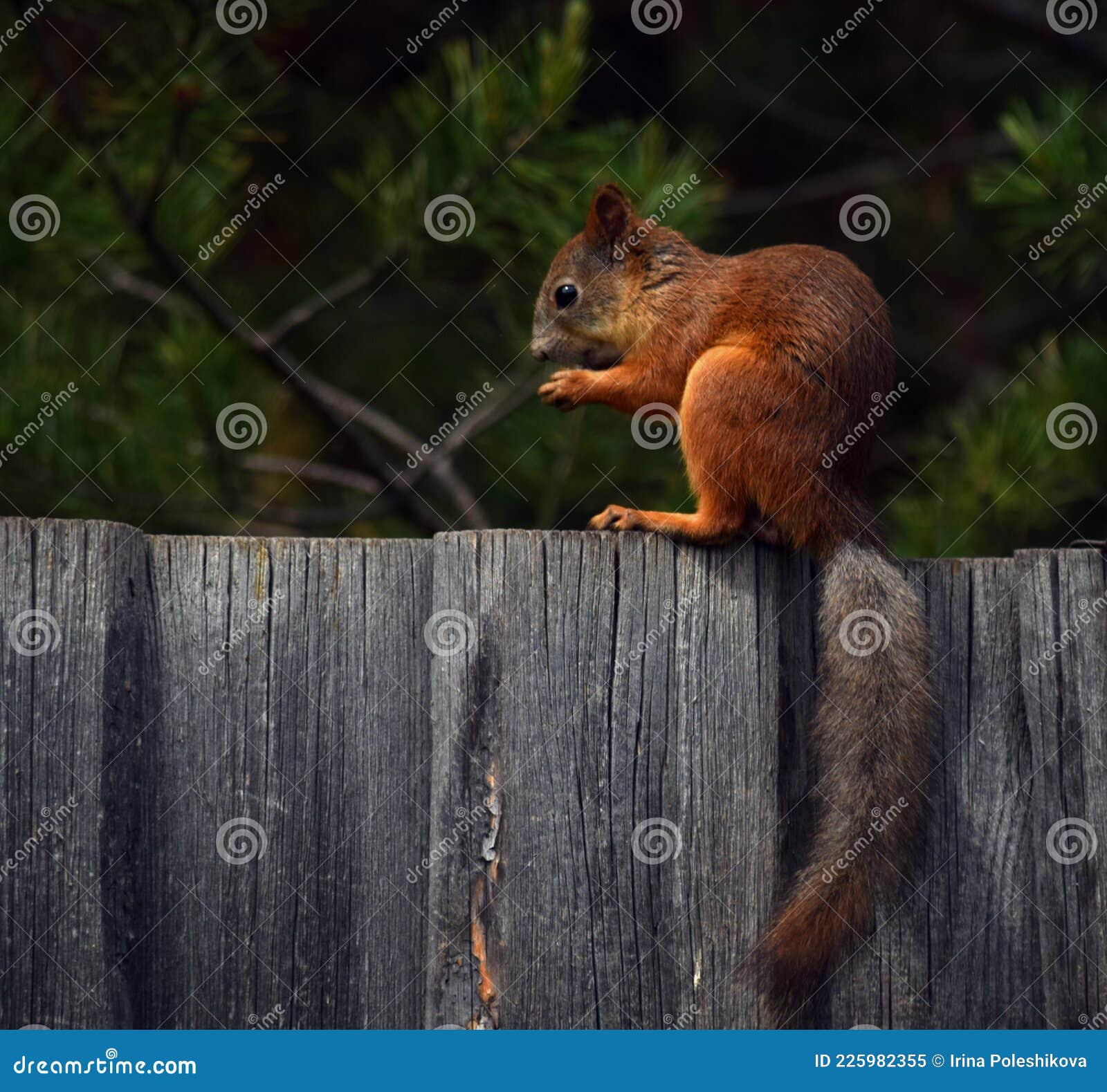 Squirrel Eats Nut on the Fence in the Garden Stock Image - Image of ...