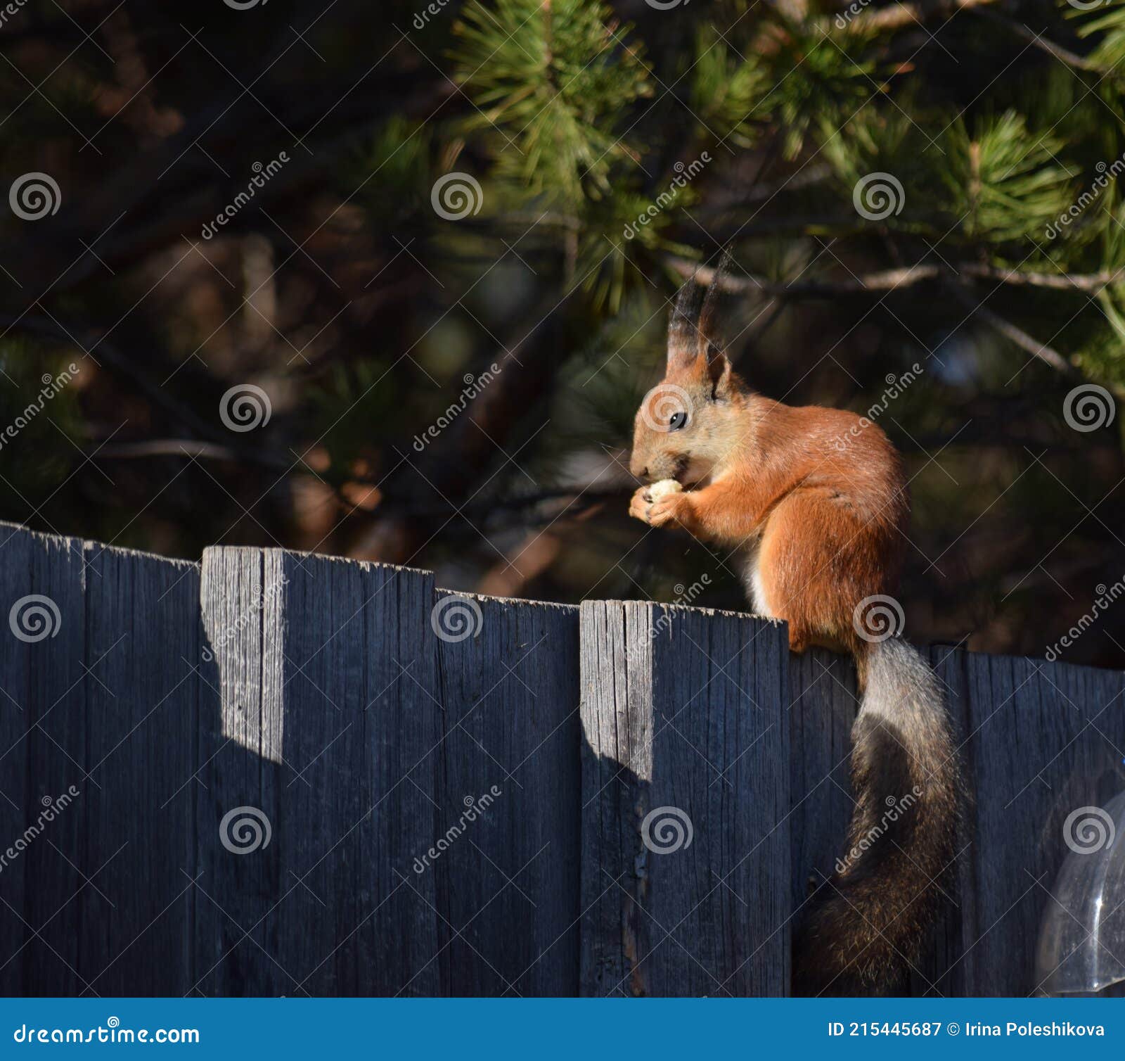 Squirrel Eats Nut on the Fence and Smiles Stock Image - Image of forest ...
