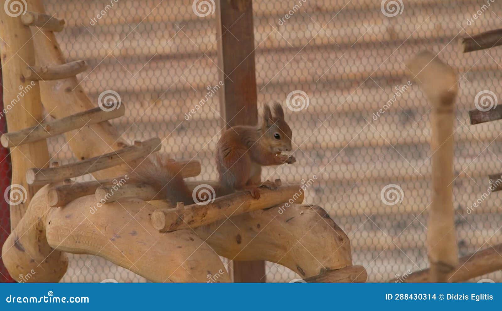 Squirrel eats a nut stock footage. Video of curious - 288430314