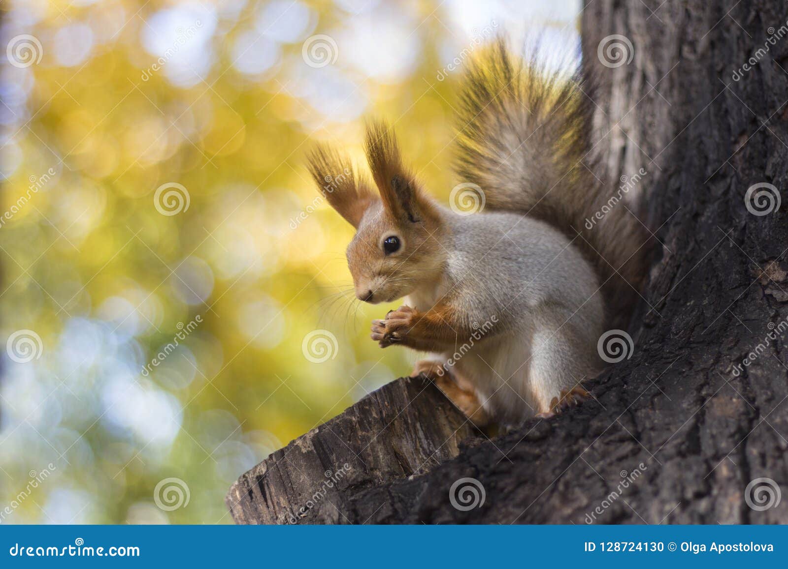 The Squirrel Eats Nut on a Tree in the Autumn Wood Stock Photo - Image ...
