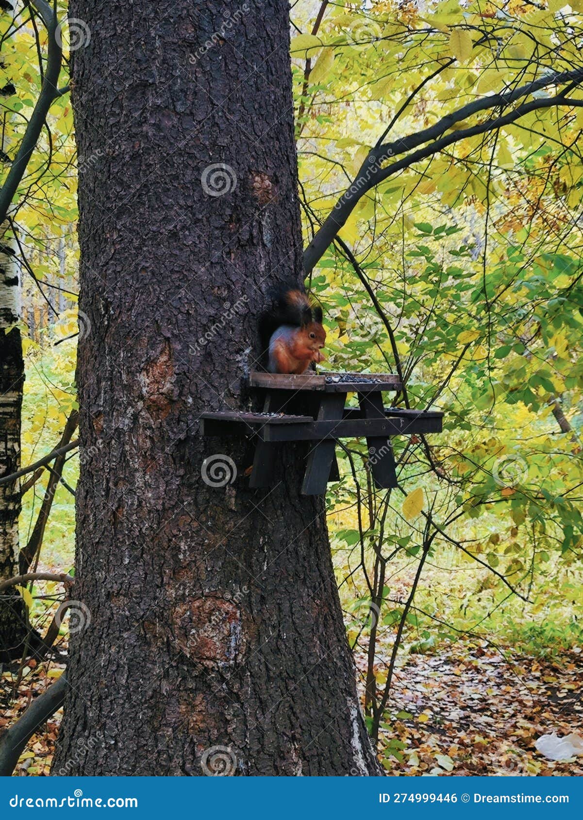 Squirrel eats nuts stock photo. Image of animal, nuts - 274999446