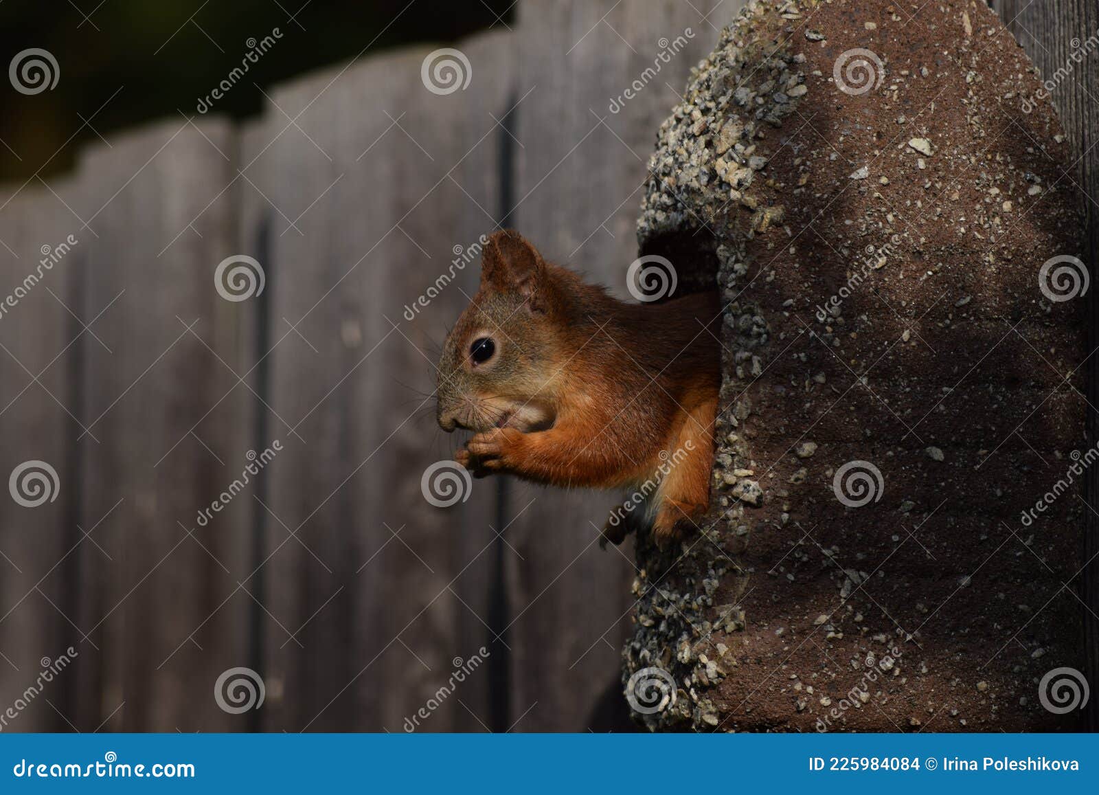 Squirrel Eats Nuts in the House on the Fence Stock Photo - Image of ...