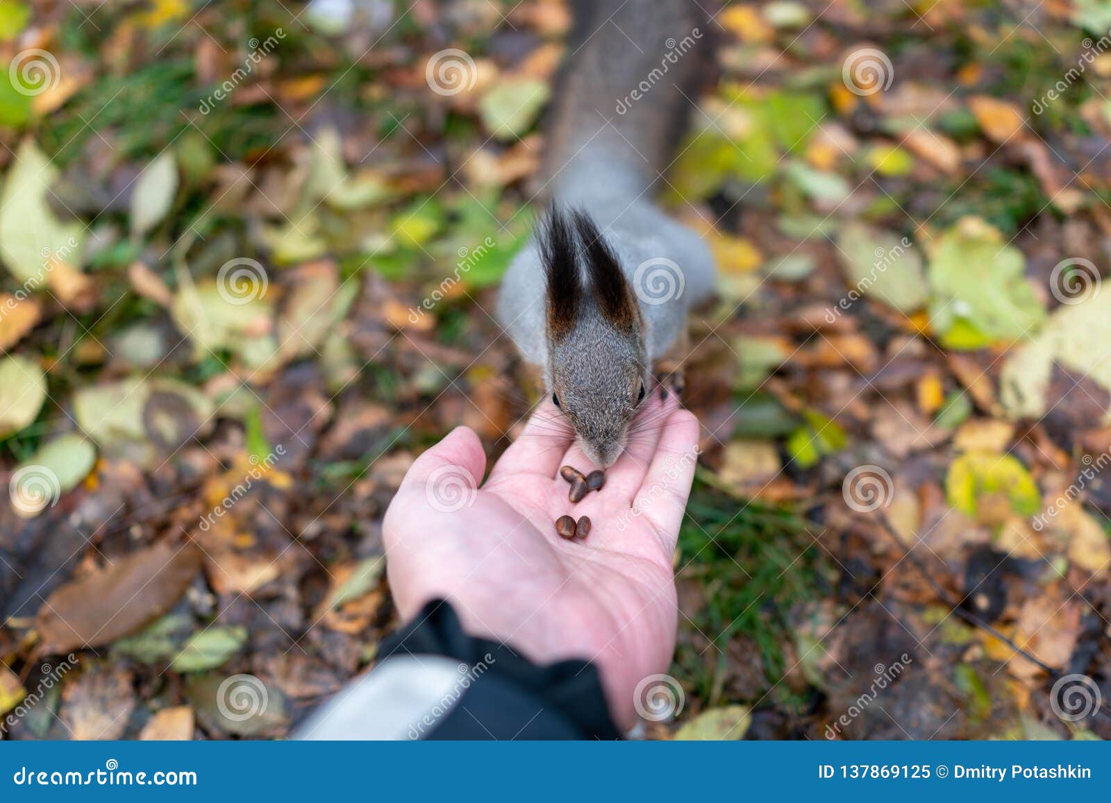 Squirrel Eats Nuts from the Palm in Autumn Park Stock Image - Image of ...