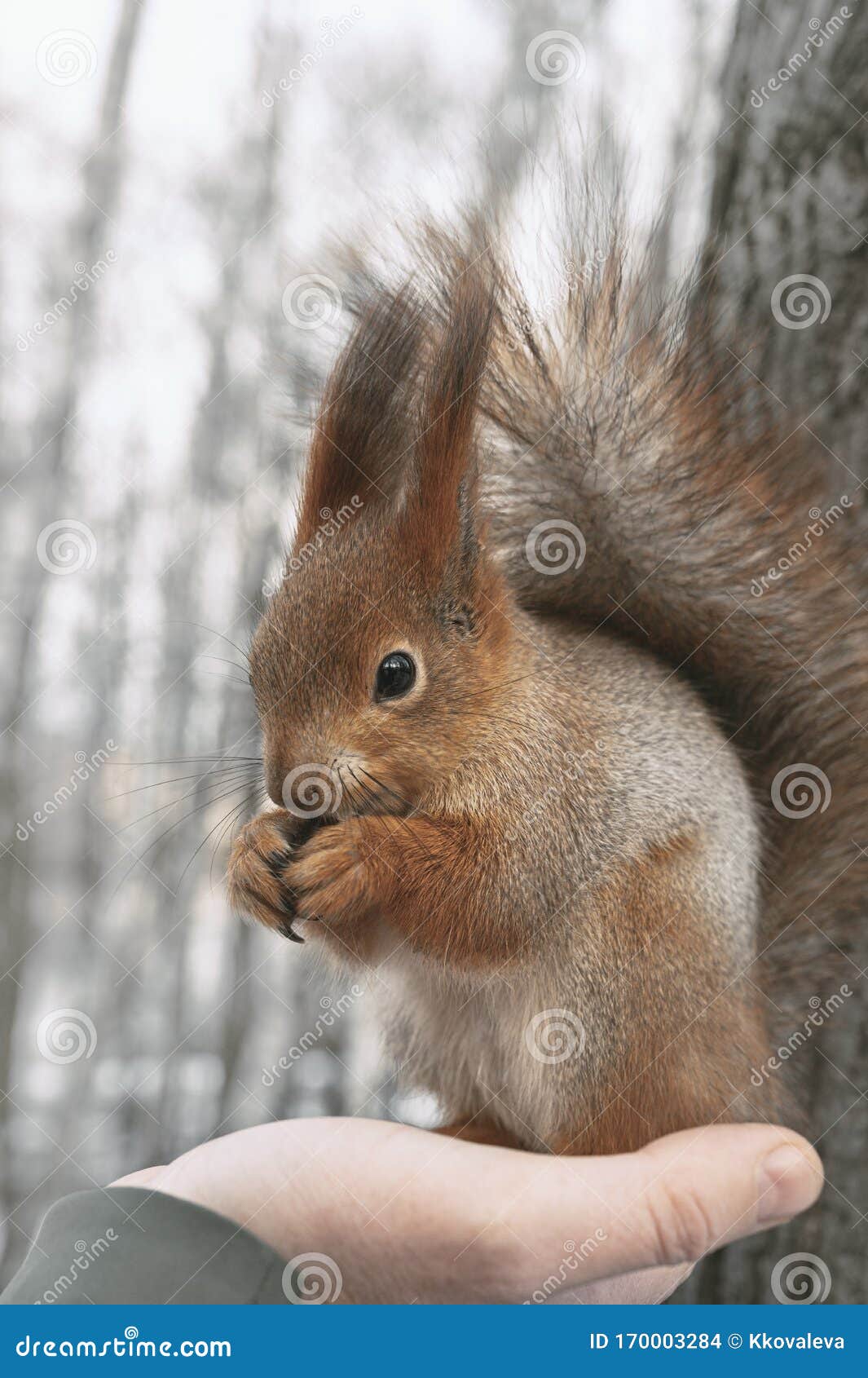 Squirrel Eats Nuts Sitting on Palm Stock Photo - Image of park ...