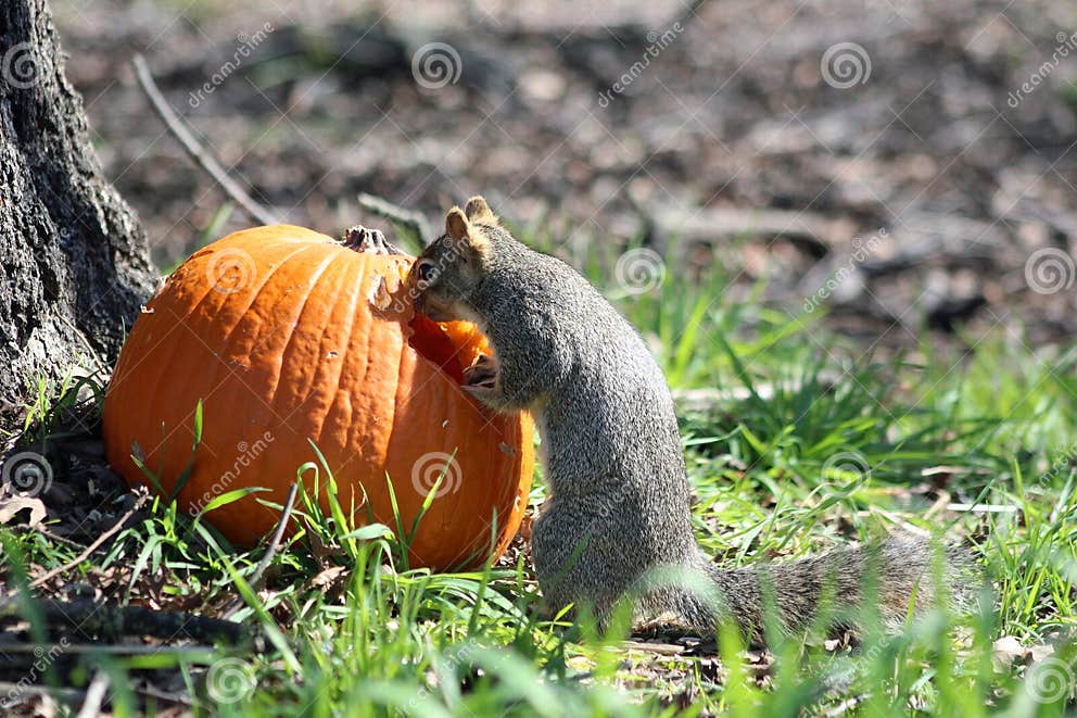 A Squirrel Eats a Pumpkin Under a Tree on Green Grass. Stock Image ...