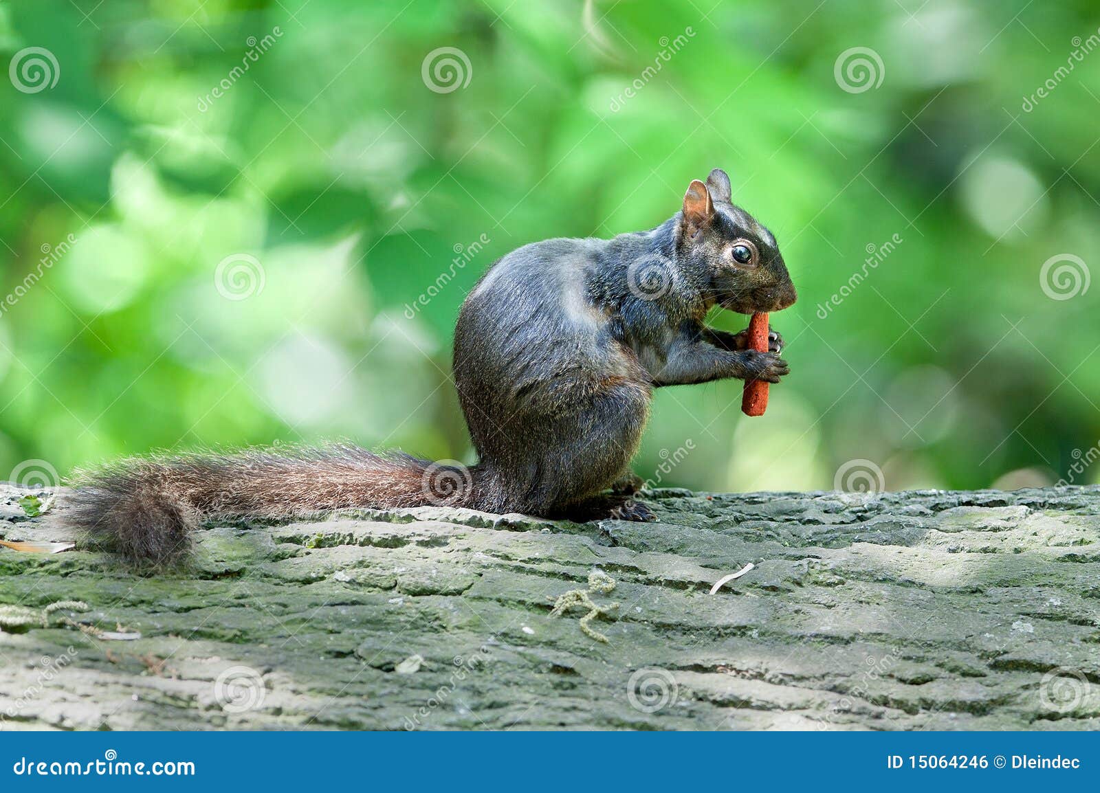 Squirrel Eats a Snack stock photo. Image of long, wood - 15064246