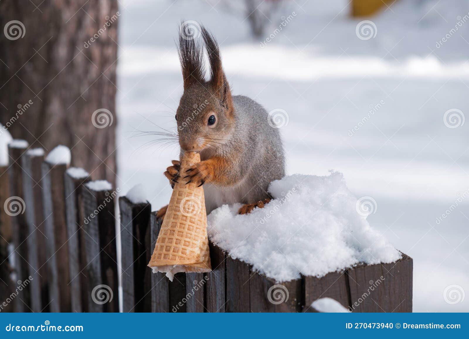 Squirrel Eats Waffle Ice Cream Cup Stock Photo - Image of animals, shop ...