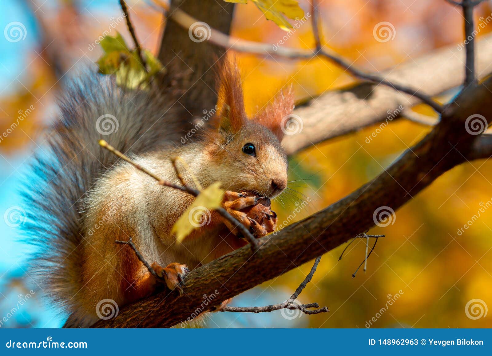 Squirrel Eats a Walnut on a Tree Branch Stock Image - Image of leaves ...