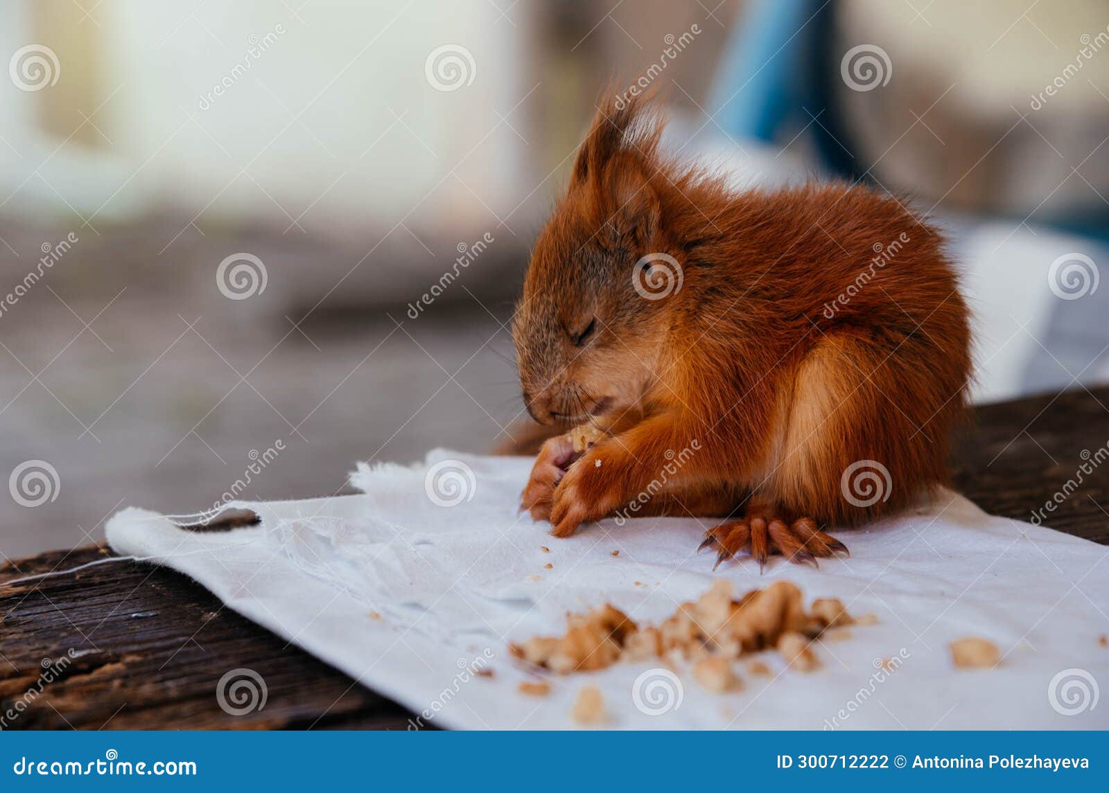 The Squirrel Eats Walnuts. Tame Squirrel Stock Photo - Image of summer ...