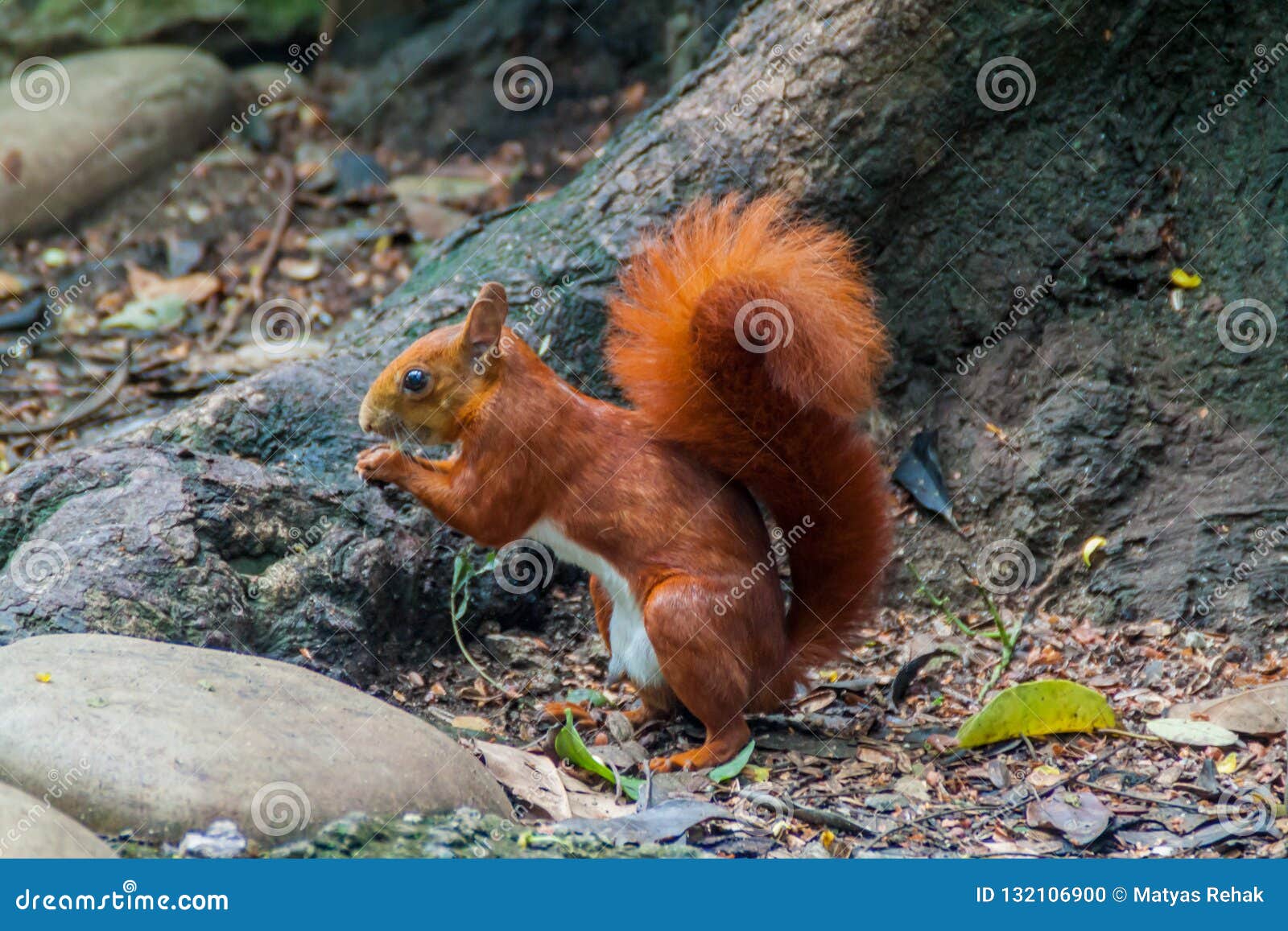 Squirrel stock photo. Image of squirrel, nature, gallineral - 132106900