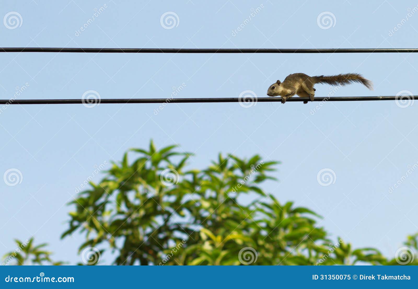Squirrel on Electric Cables Stock Image - Image of score, running: 31350075